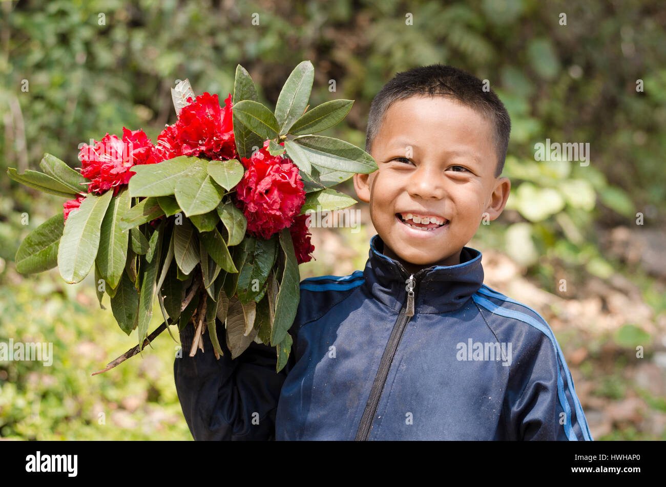 Boy in Nepal carrying rhododendron flower and selling it Stock Photo ...