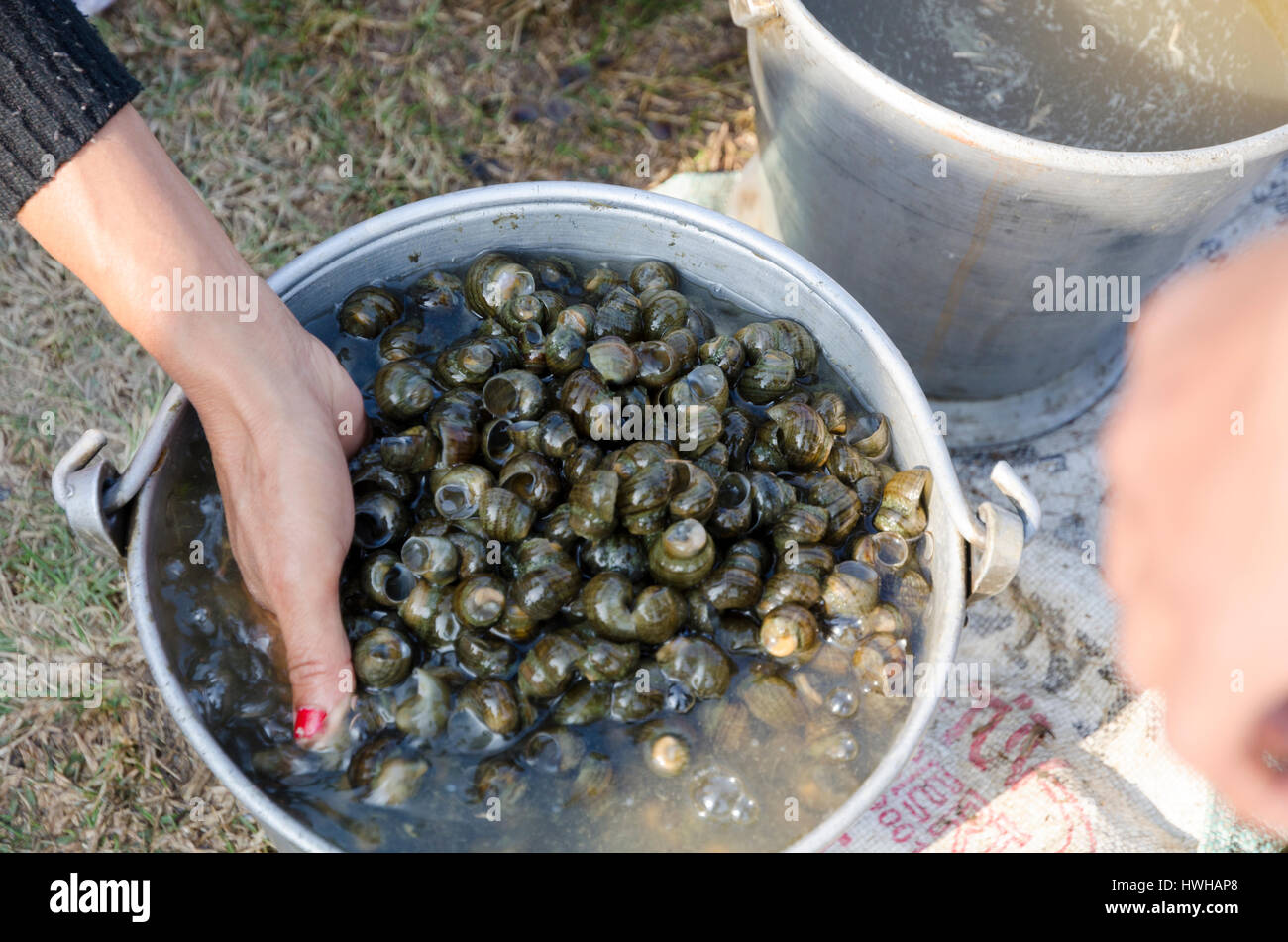 Tharu woman preparing snail food in snail with shells Stock Photo - Alamy
