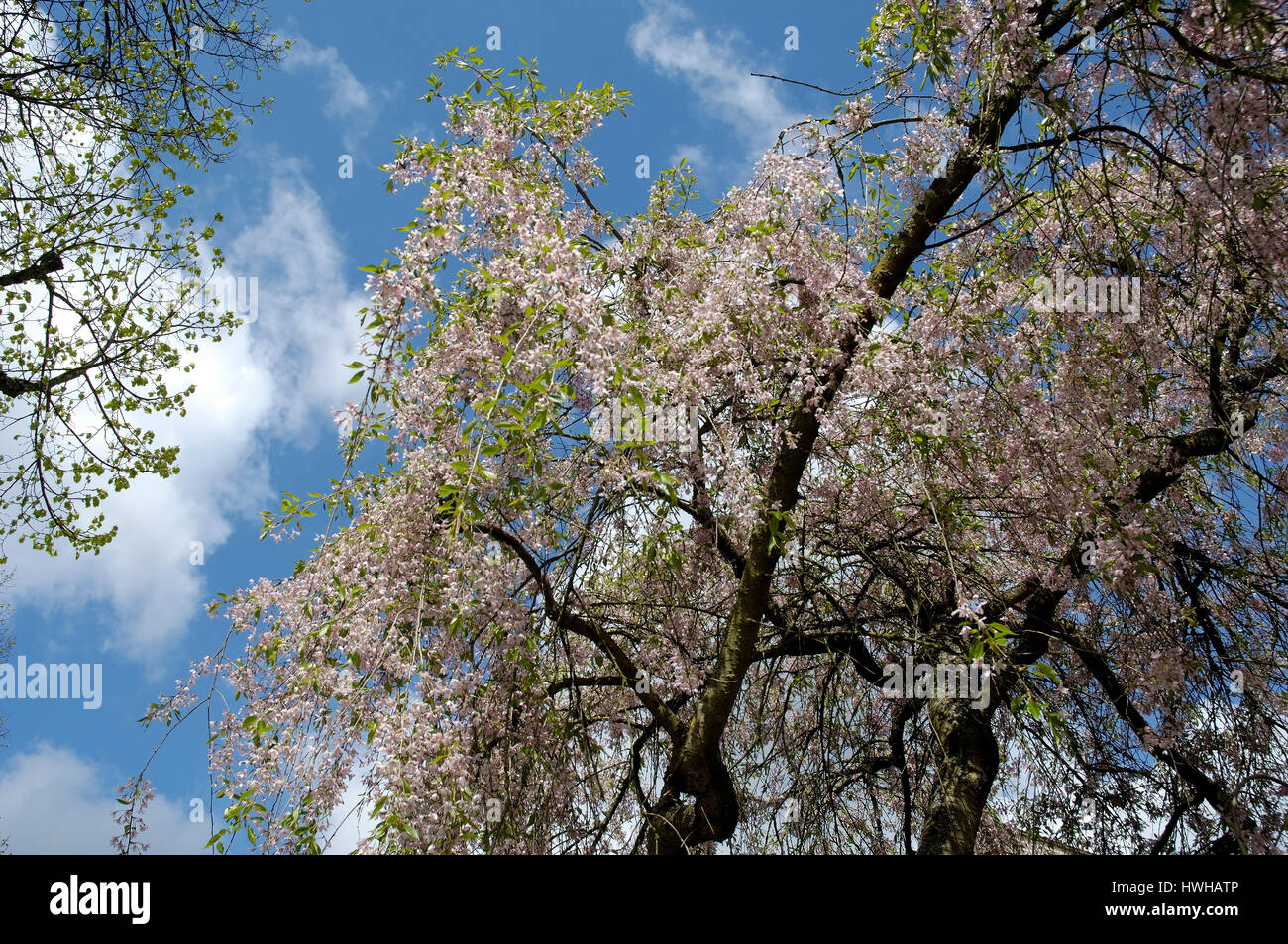 Winter Flowering cherry, Prunus subhirtella to slope cherry, Prunus ...