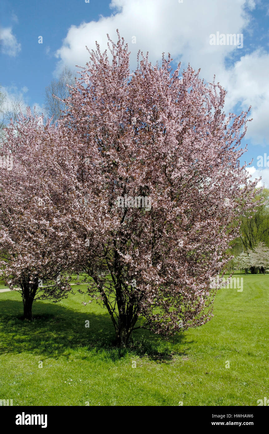 Cherry Plums Nigra, Prunus cerasifera, cherry plum Nigra, Prunus ...