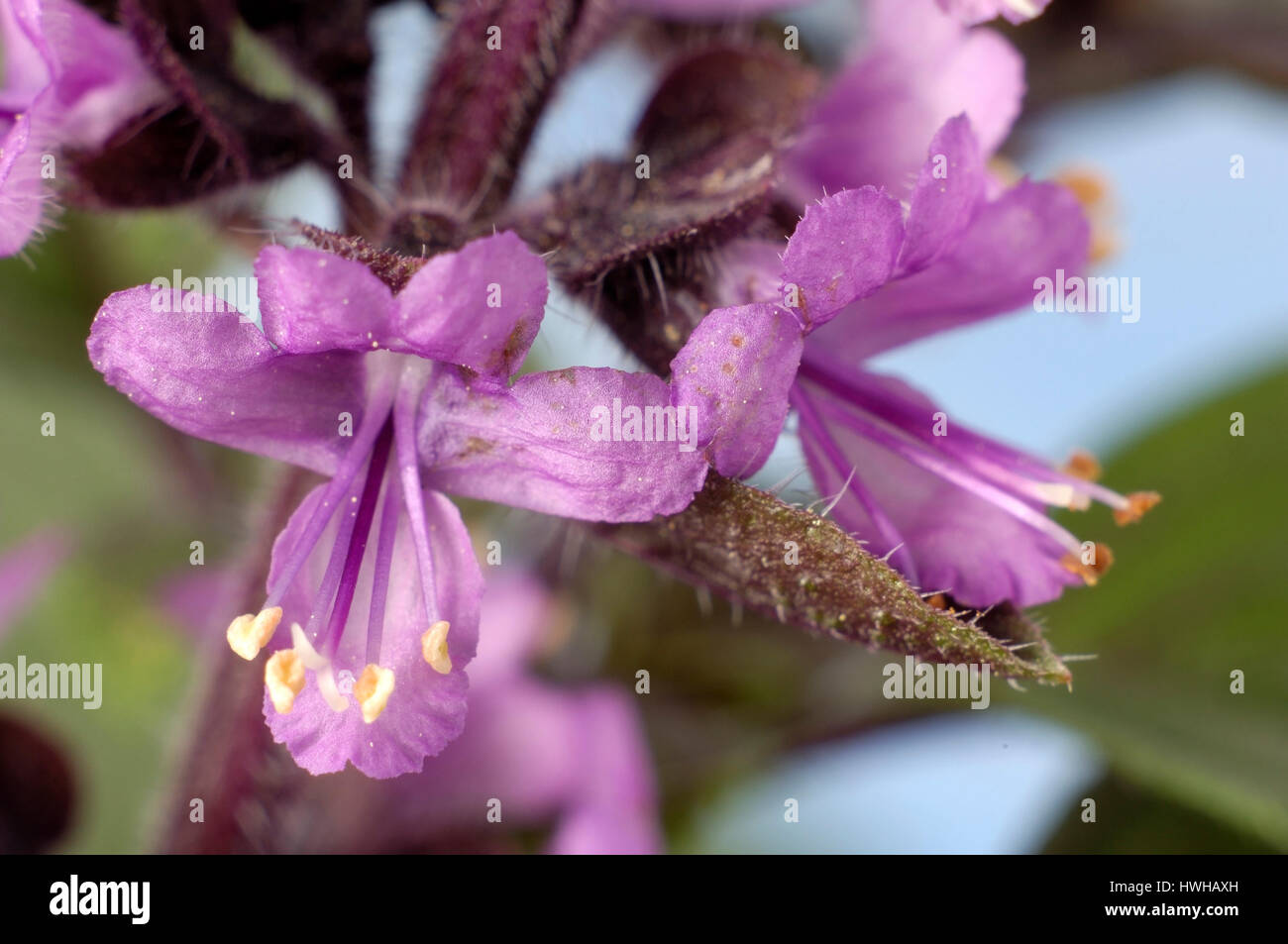 Basil Magic Blue, Ocimum basilicum, basil Magic Blue, Ocimum basilicum ...