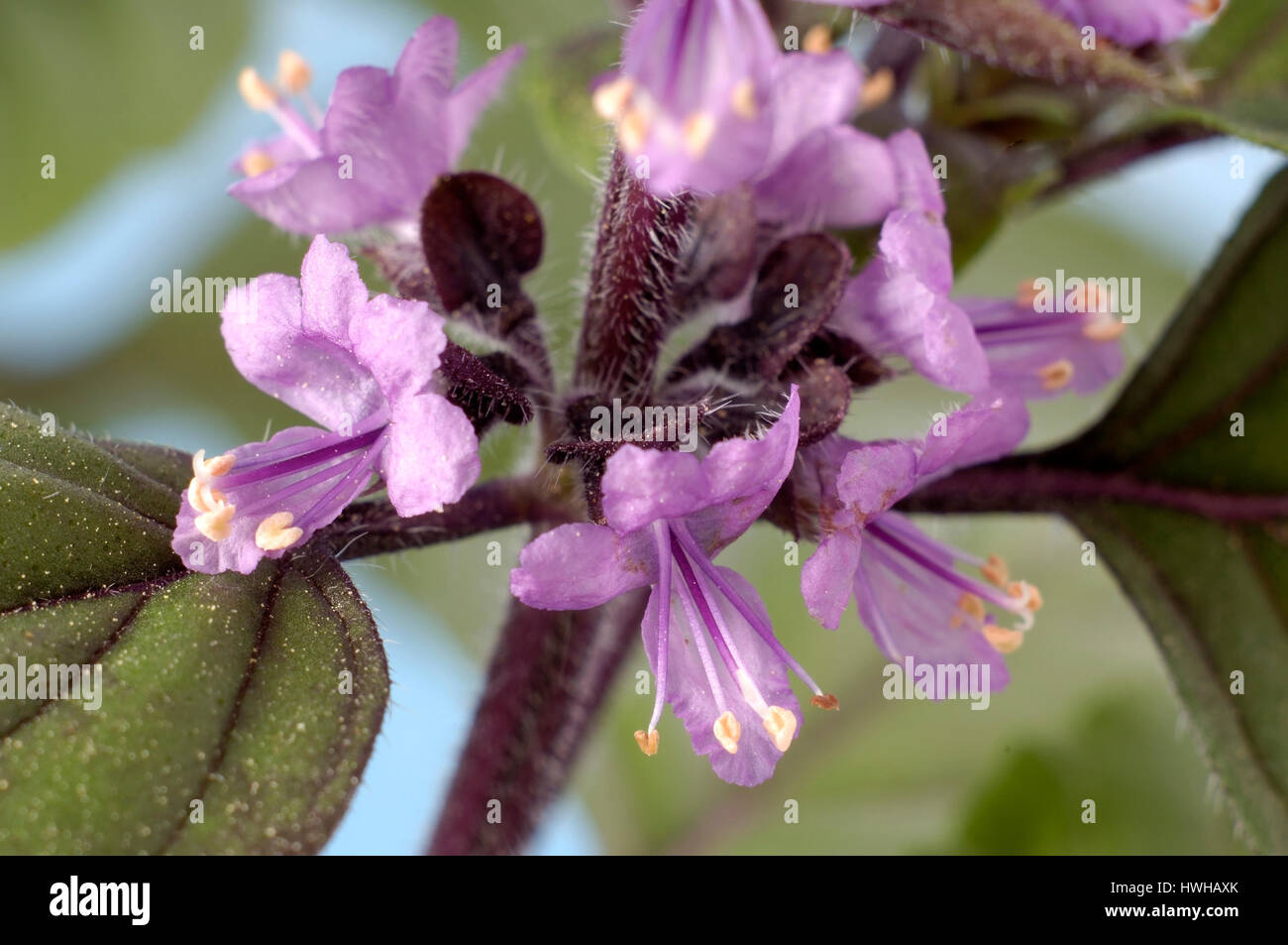 Basil Magic Blue, Ocimum basilicum, basil Magic Blue, Ocimum basilicum ...
