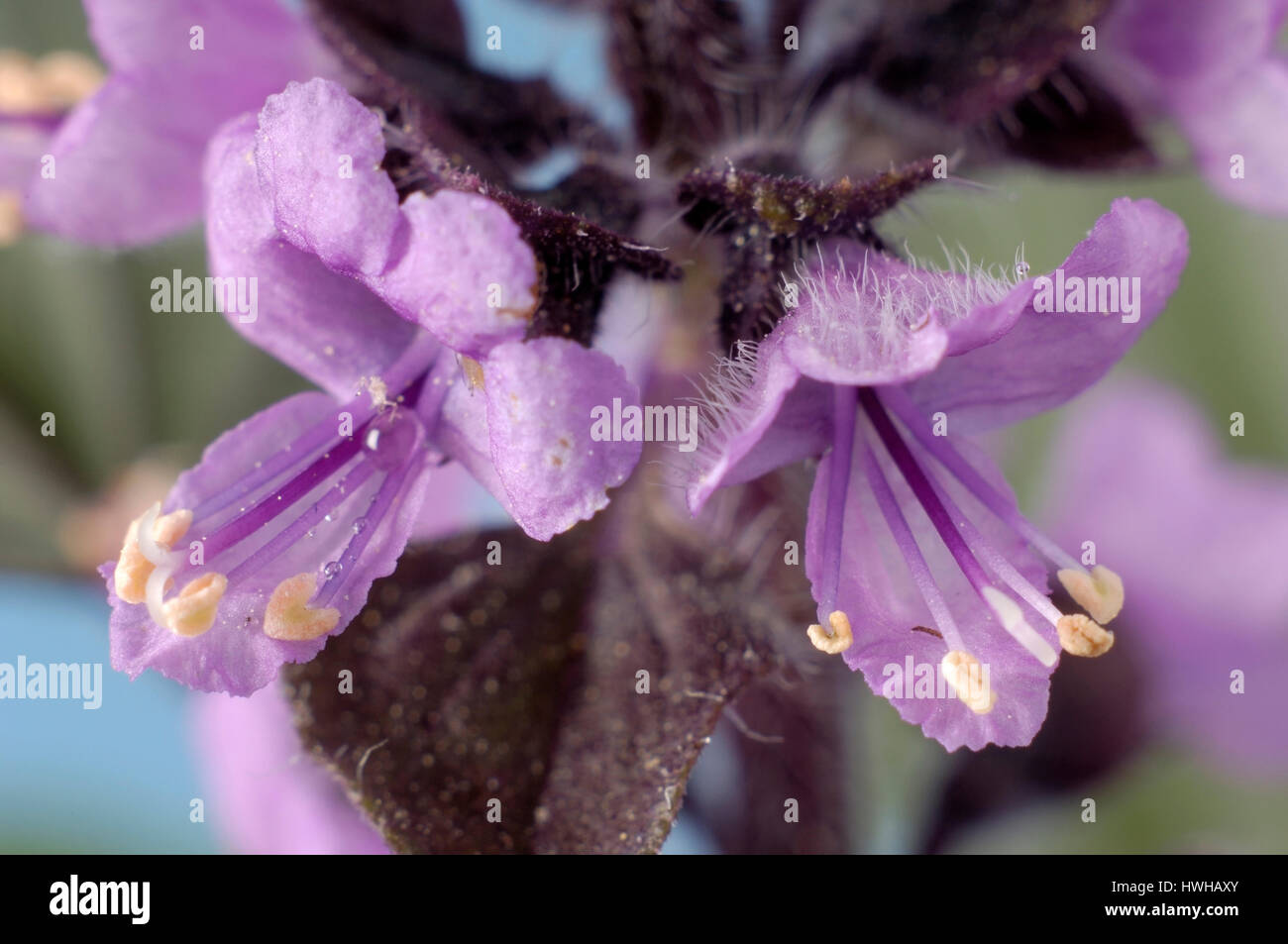 Basil Magic Blue, Ocimum basilicum, basil Magic Blue, Ocimum basilicum ...