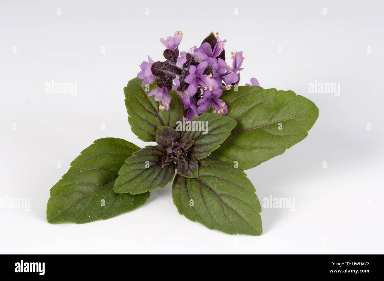 Basil Magic Blue, Ocimum basilicum, basil Magic Blue, Ocimum basilicum ...