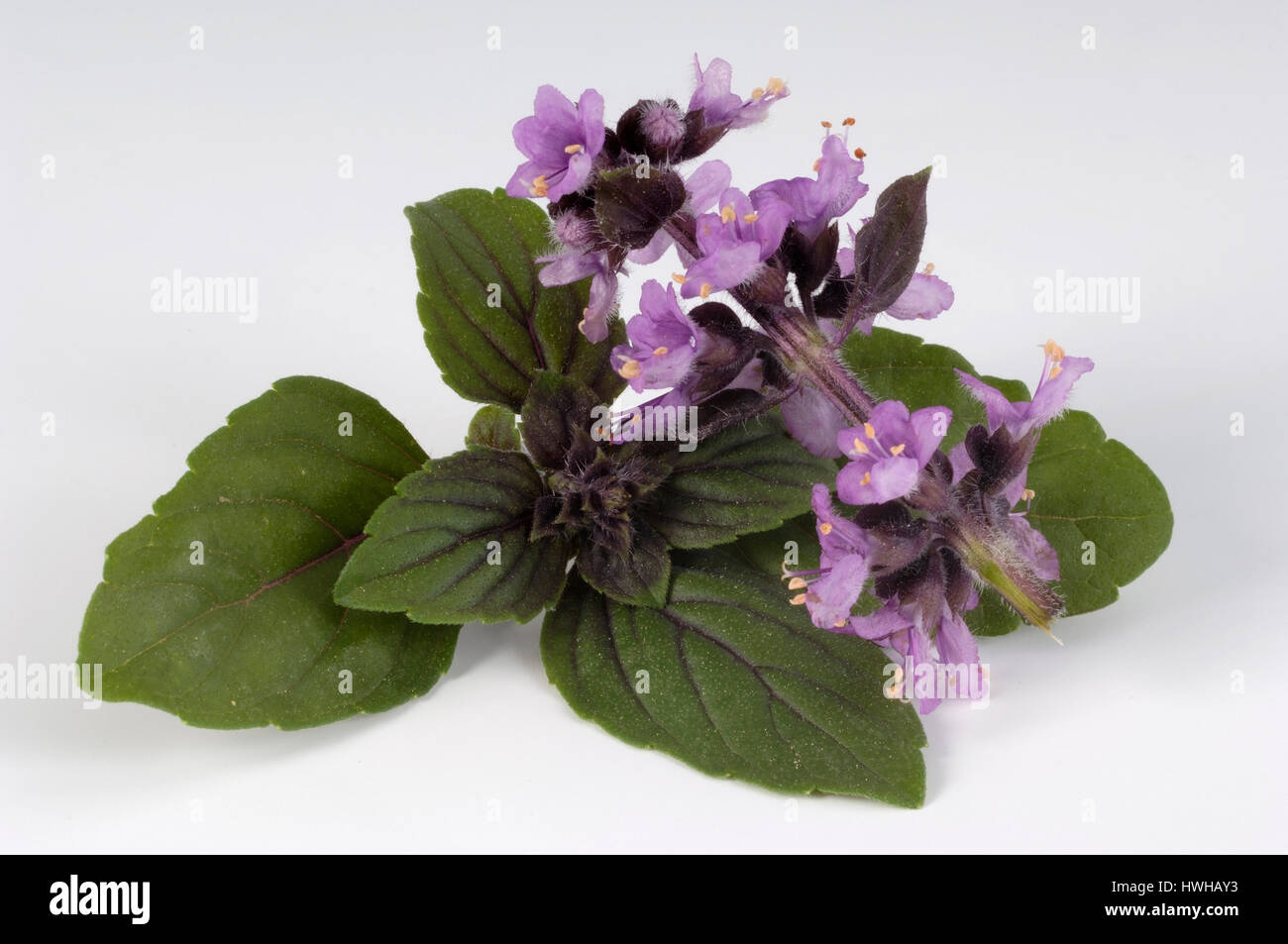 Basilikum ocimum basilicum hi-res stock photography and images - Alamy