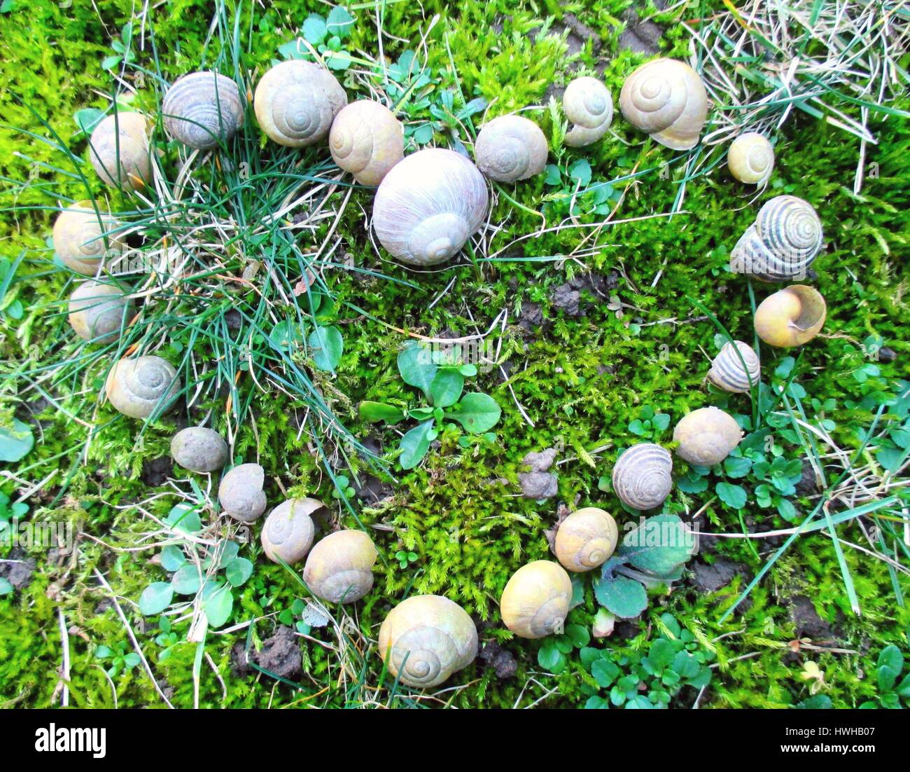 A heart made of snail houses Stock Photo - Alamy