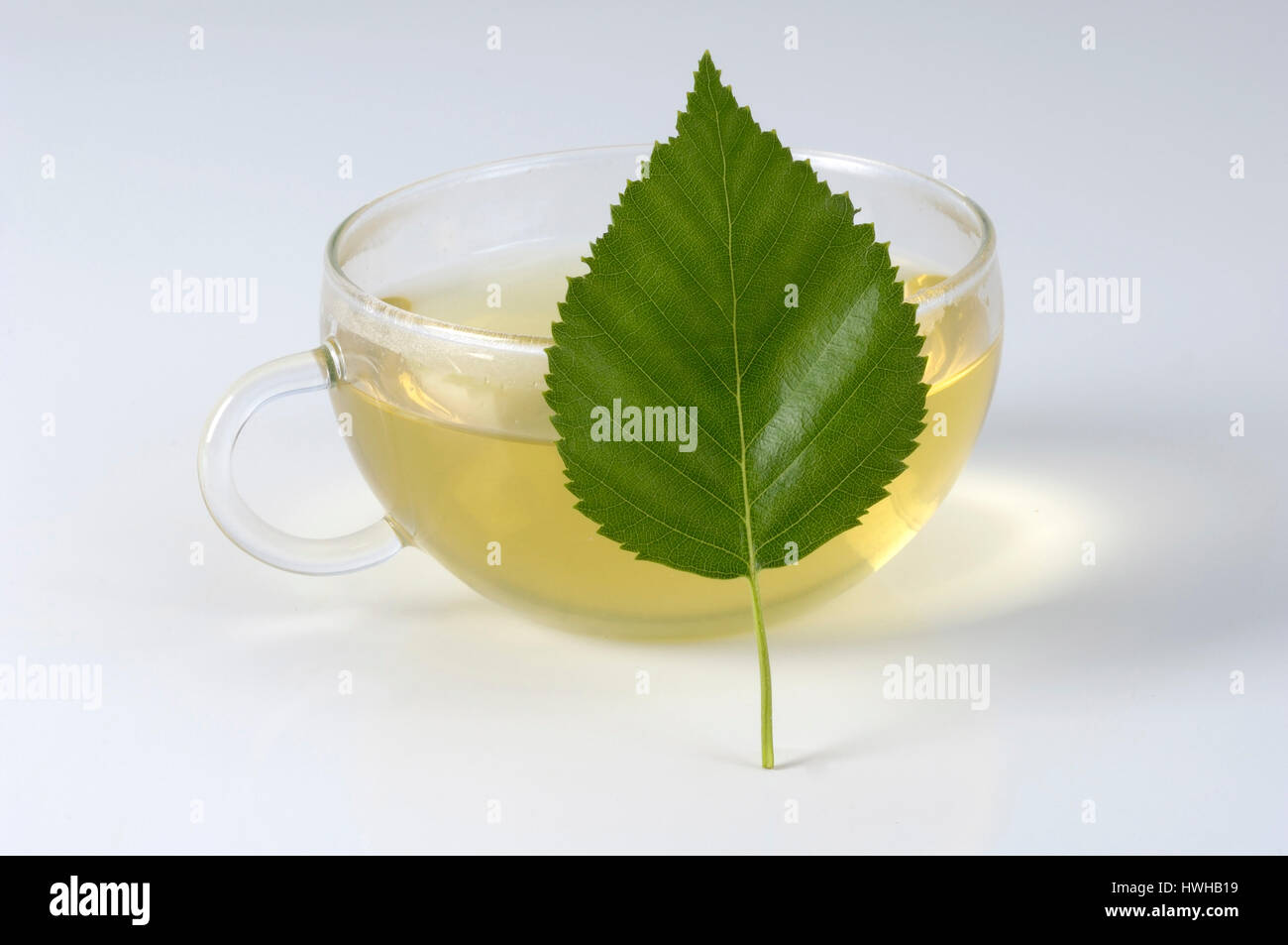 A cup of tea with birch, Betula pendula, A cup with birch tea, Betula ...