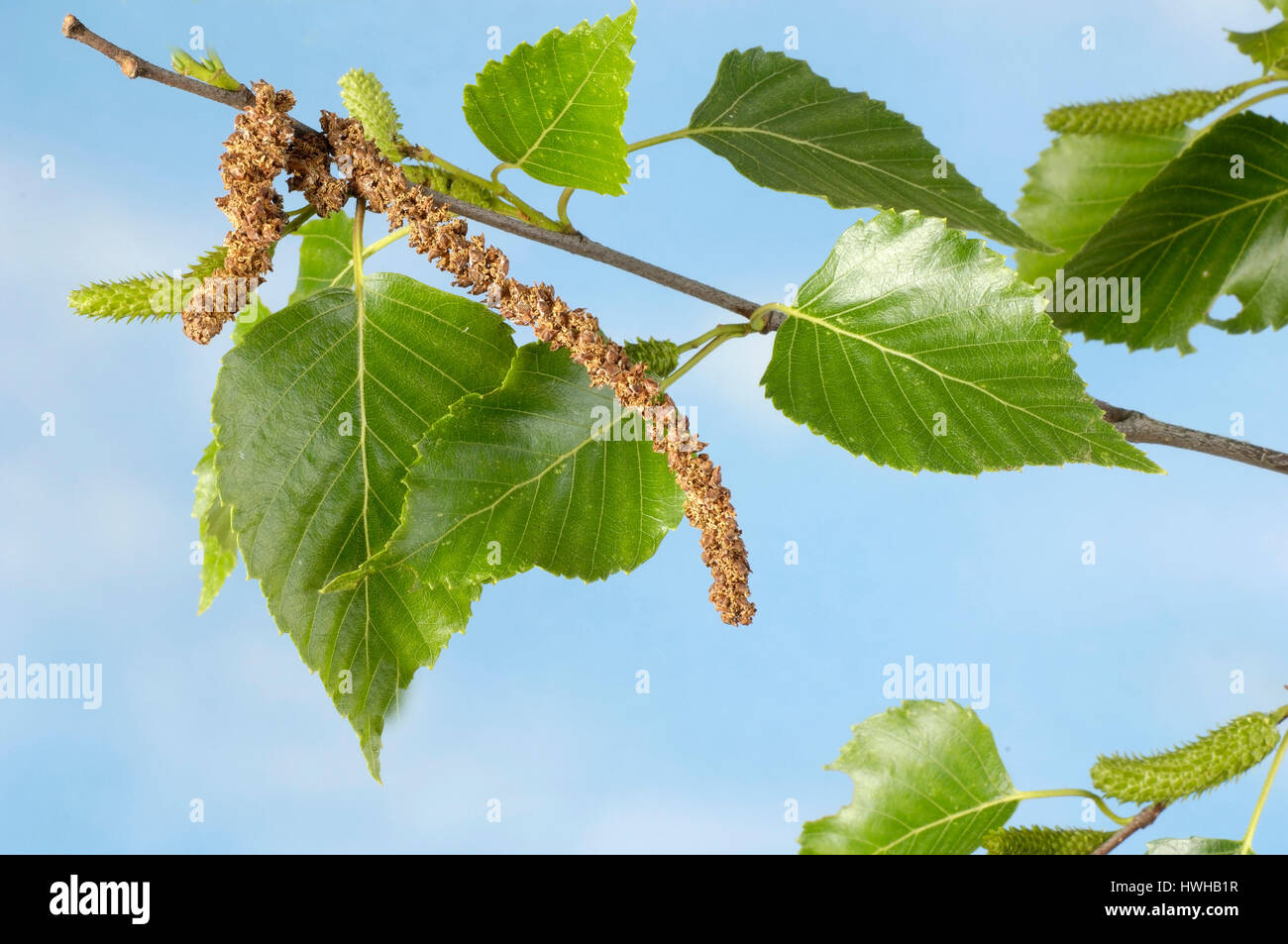 Betula papyrifera paper birch hi-res stock photography and images - Alamy