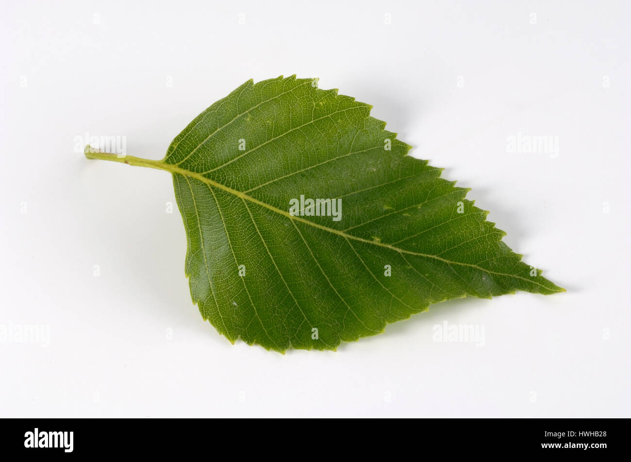 Betula papyrifera paper birch hi-res stock photography and images - Alamy