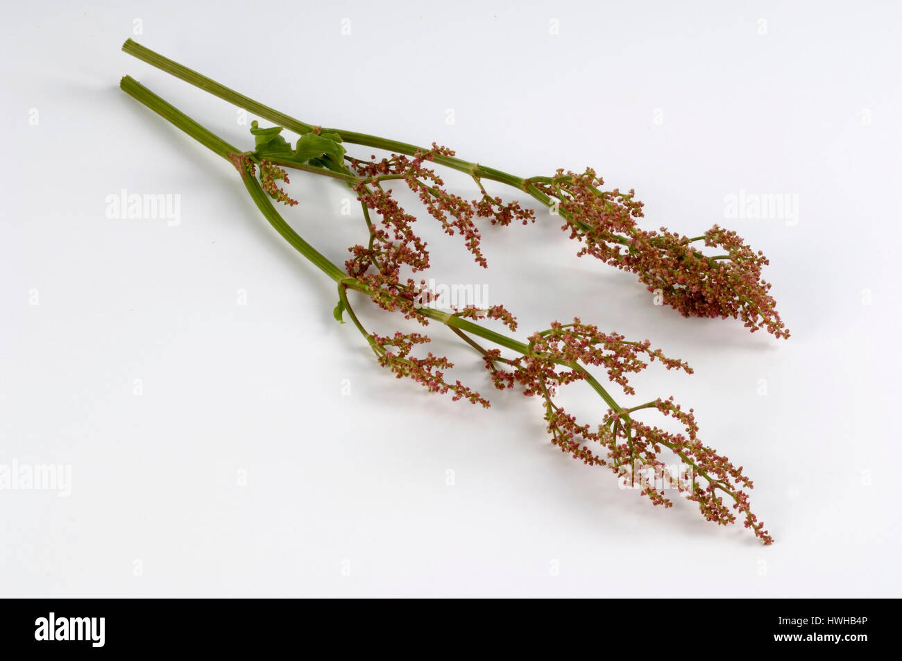 Common sorrel, green sorrel, red sorrel, sheeps sorrel, guards sorrel ...