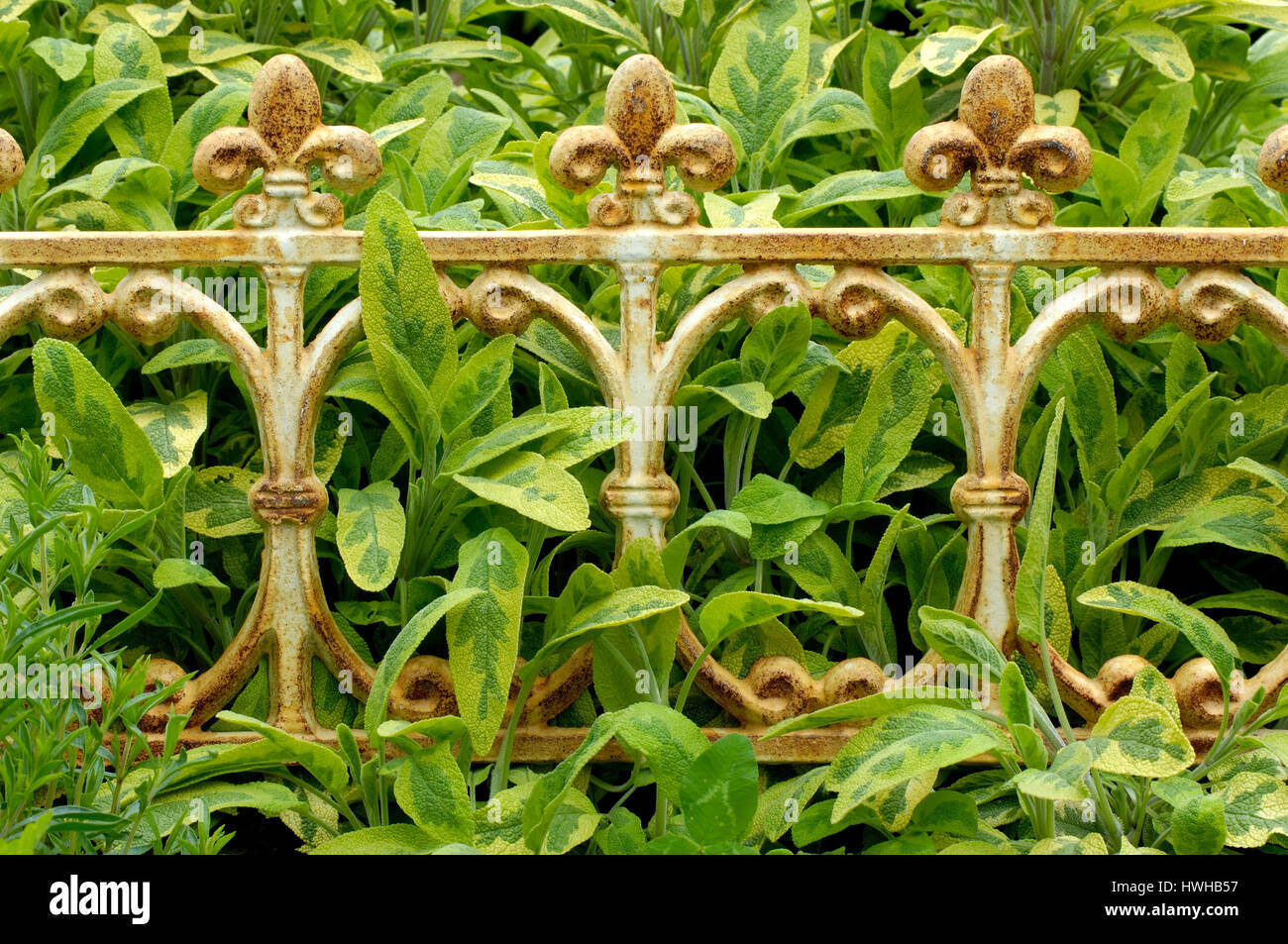 Common legend Icertina, Salvia officinalis medicinal herbs, real sage ...