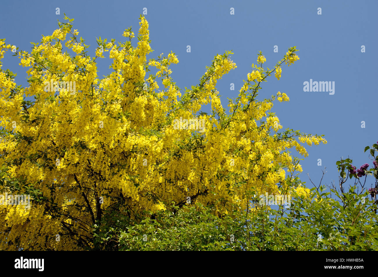 Common Laburnum, Laburnum anagyroides, laburnums, bean tree, gold fever ...