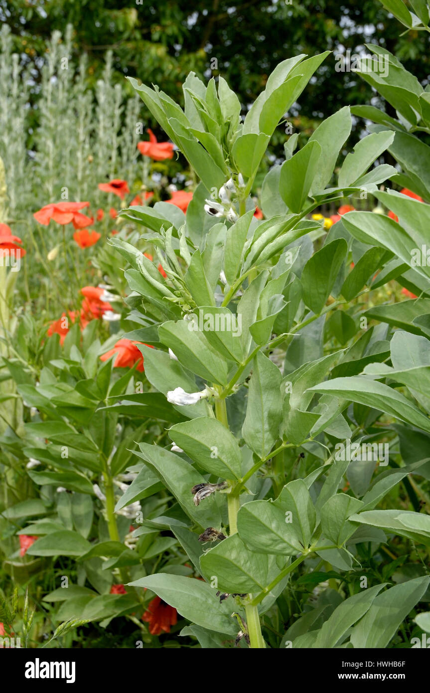 Bed of Broad Beans, Fava Bean, Faba Bean, Horse Bean, Field Bean, Tic ...