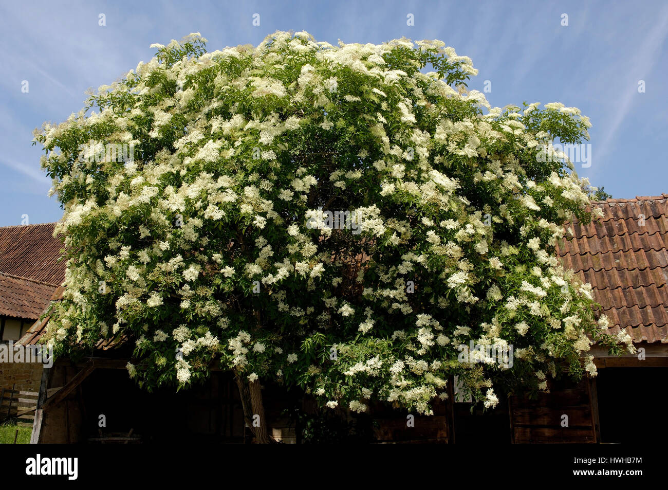 Blooming Elder, Sambucus nigra, blossoming black elder, Sambucus nigra ...