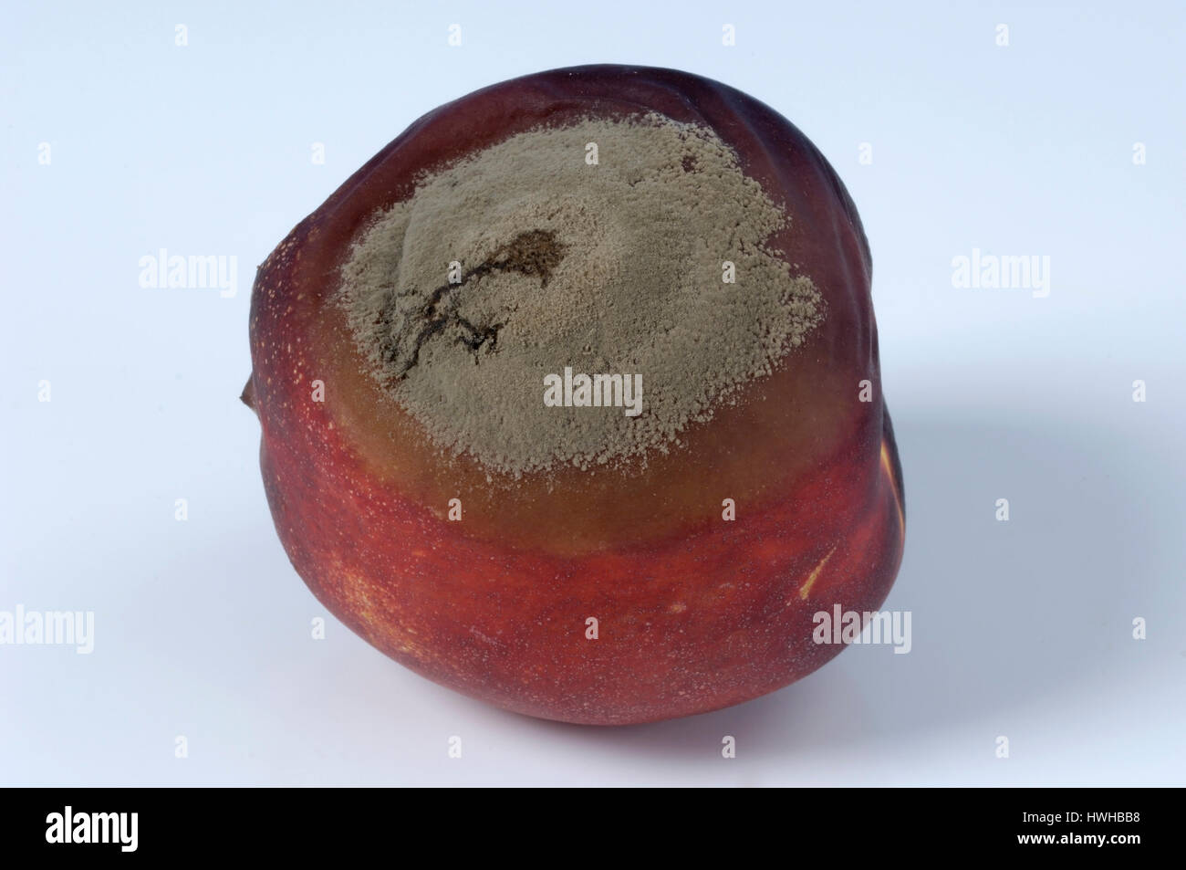 Mold fungus on a peach, cut out, object, mould mushroom in a peach ...