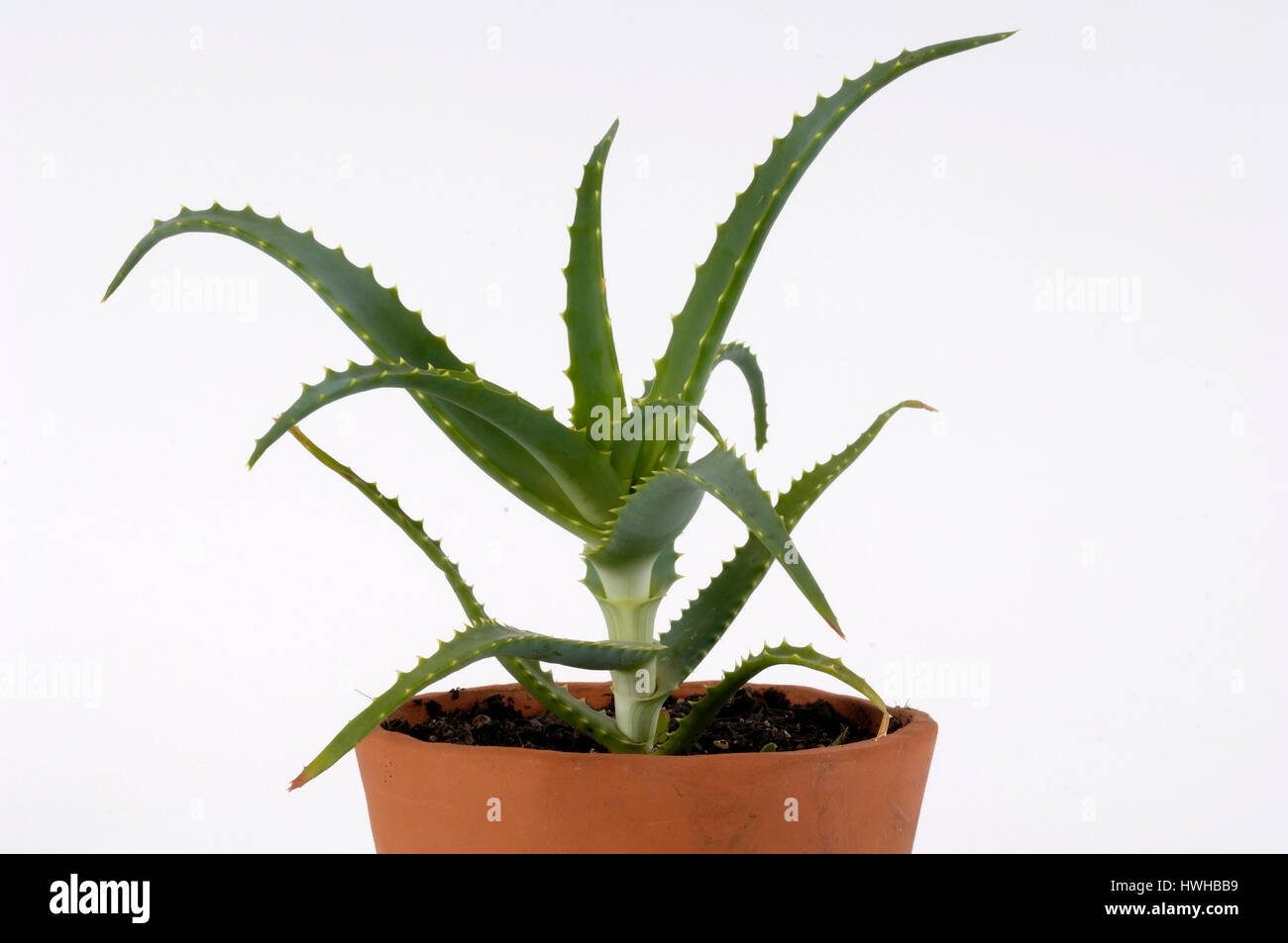 Krantz aloe, aloe arborescens, Baum-Aloe, Kandelaber-Aloe, aloe ...