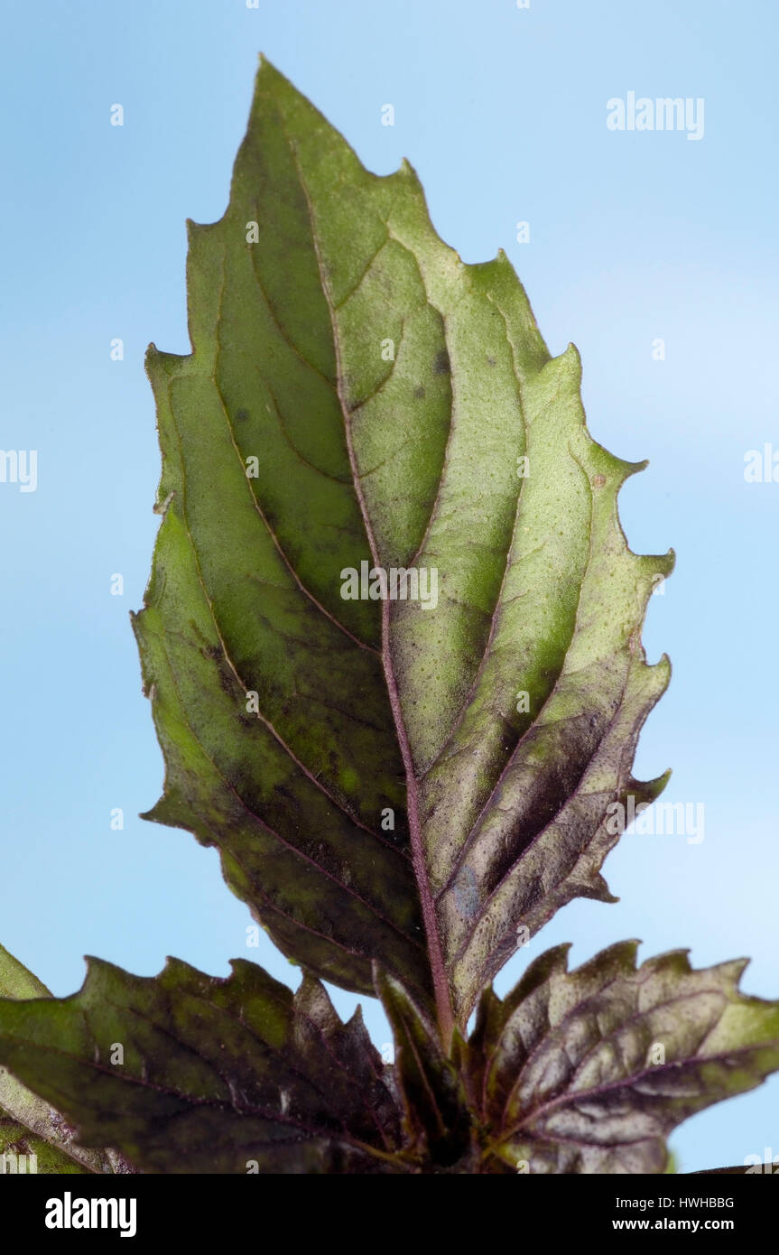 Basil Magic Blue, Ocimum basilicum, shrub basil Magic Blue, Ocimum ...