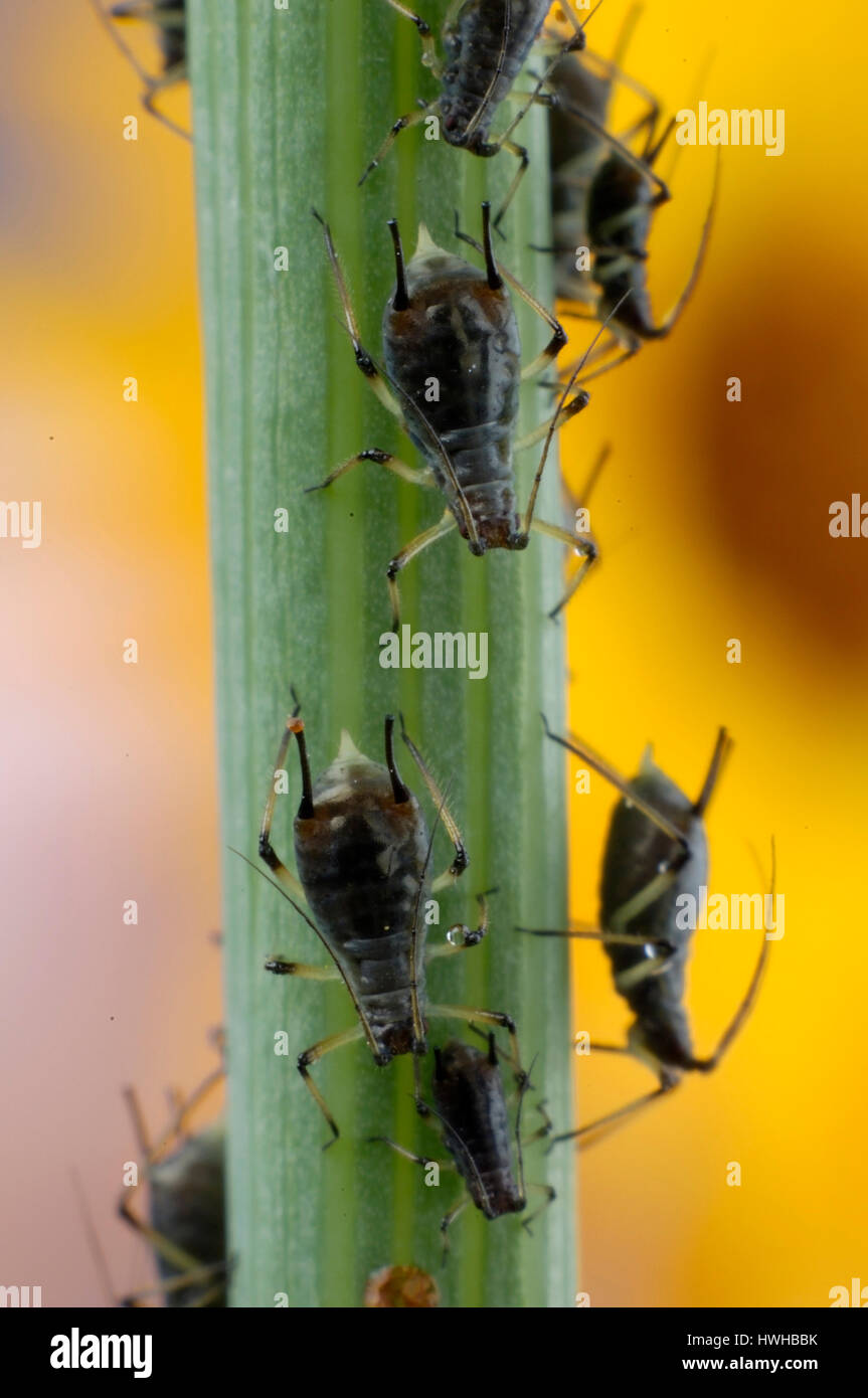 Cootie, flea, louse, Macrosiphum rosae, rose aphid, rose louse, big ...