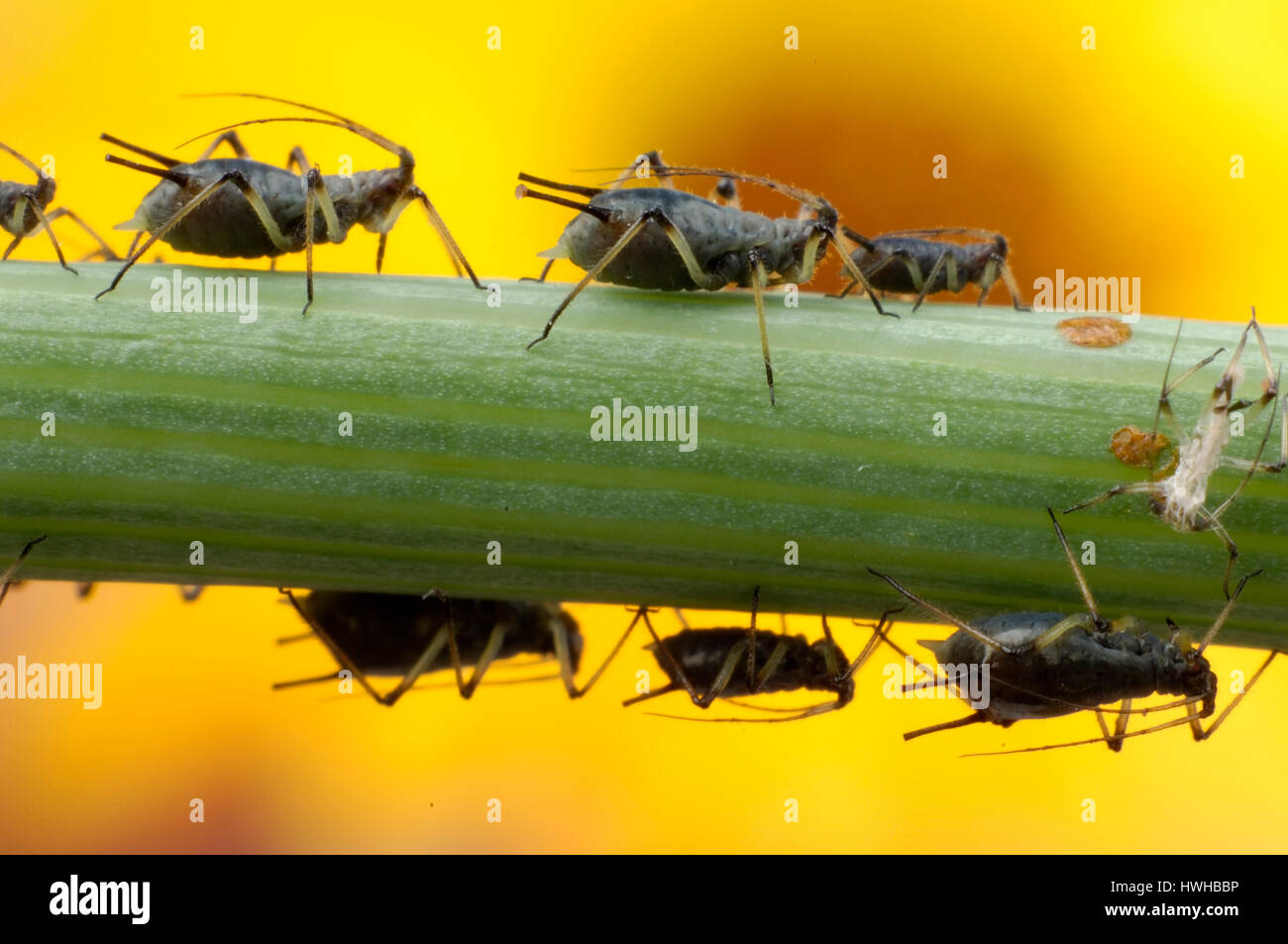 Cootie, flea, louse, Macrosiphum rosae, rose aphid, rose louse, big ...