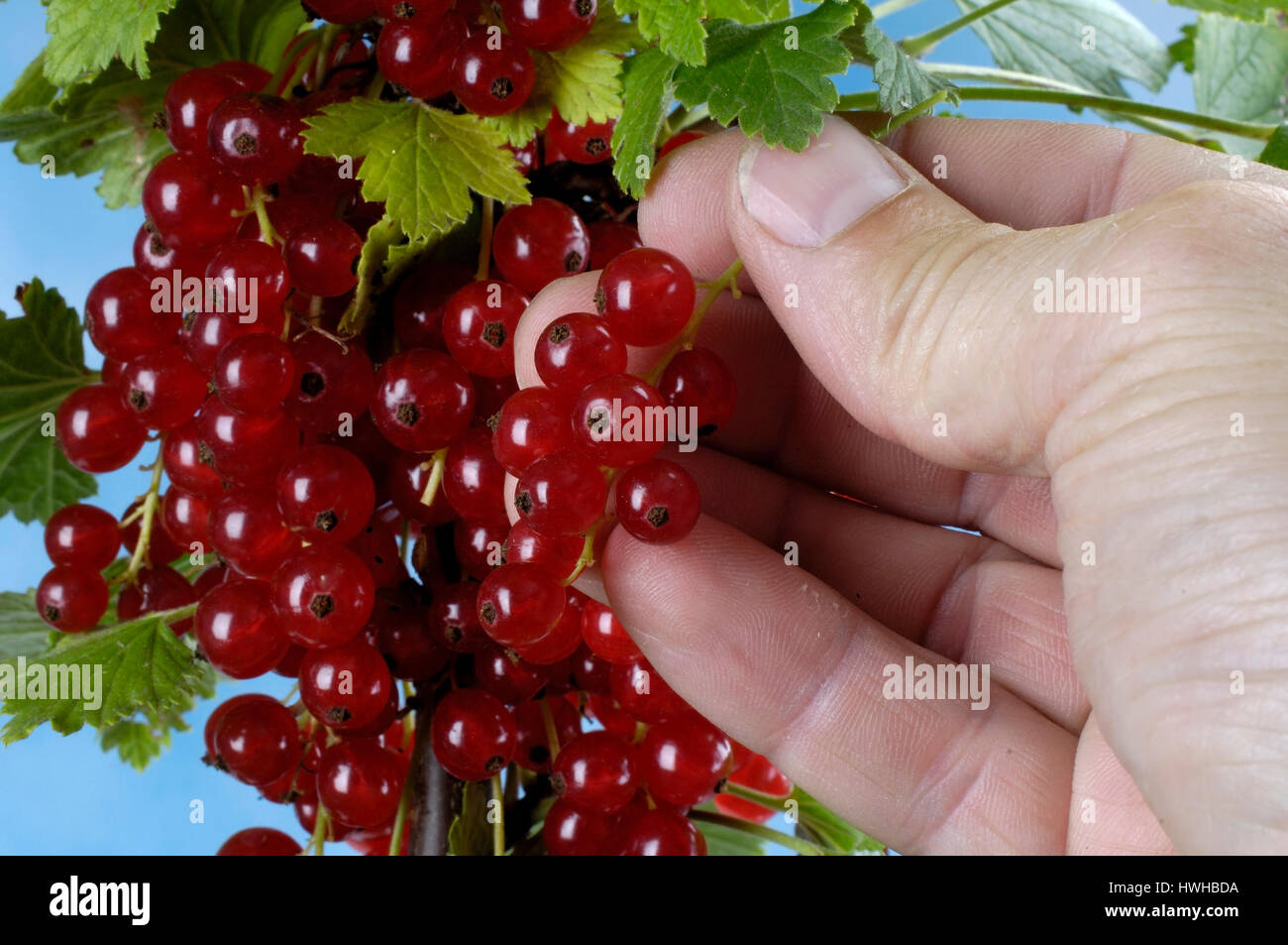 Red Currant berries, Ribes rubrum, red currants, Ribes rubrum , Red ...