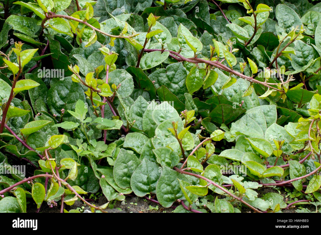 Malabar Spinach, Basella rubra, Malabarspinat, Basellspinat, Ceylon ...