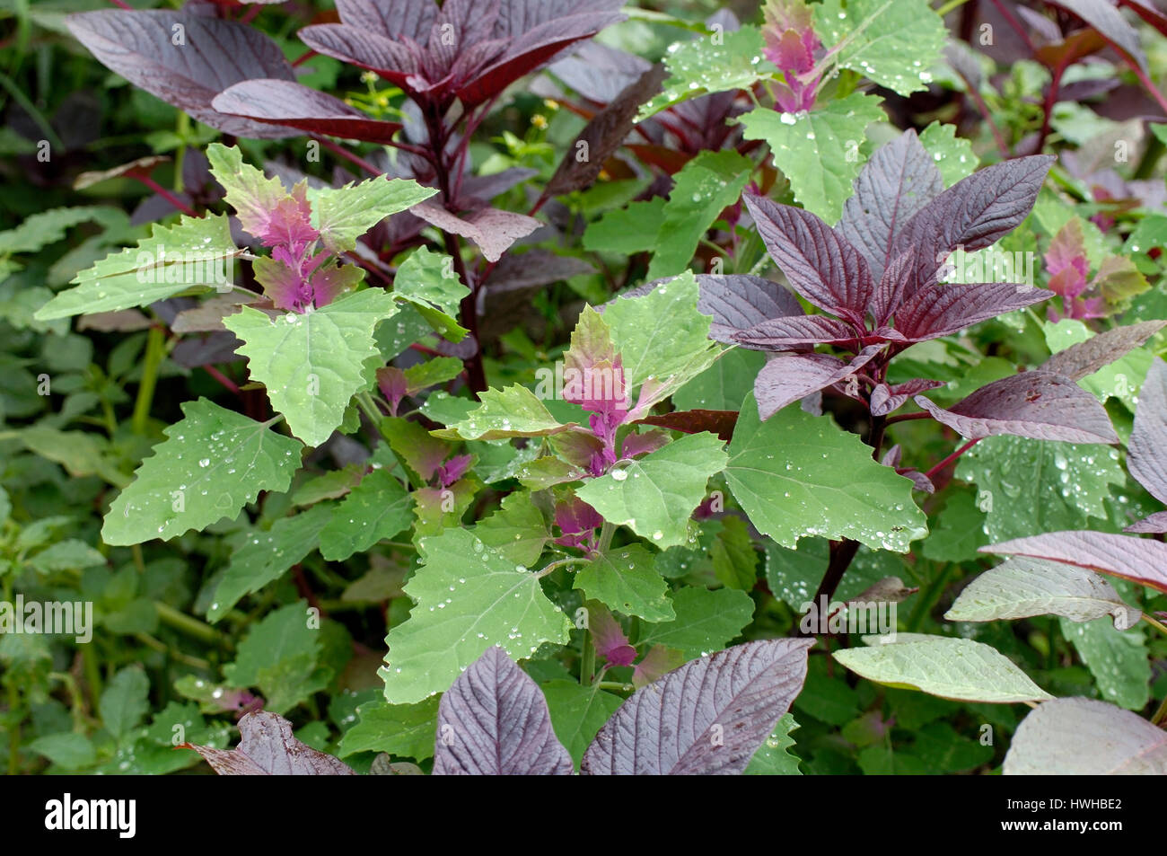 Tree Spinach and Love Love-lies-bleeding, Chenopodium giganteum ...