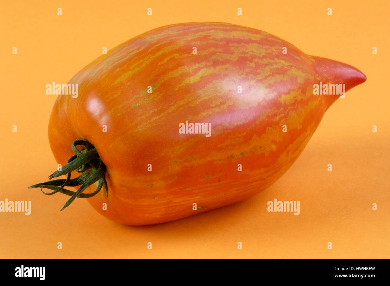 Tomato Striped Roman, Solanum lycopersicum, tomato Striped Roman ...