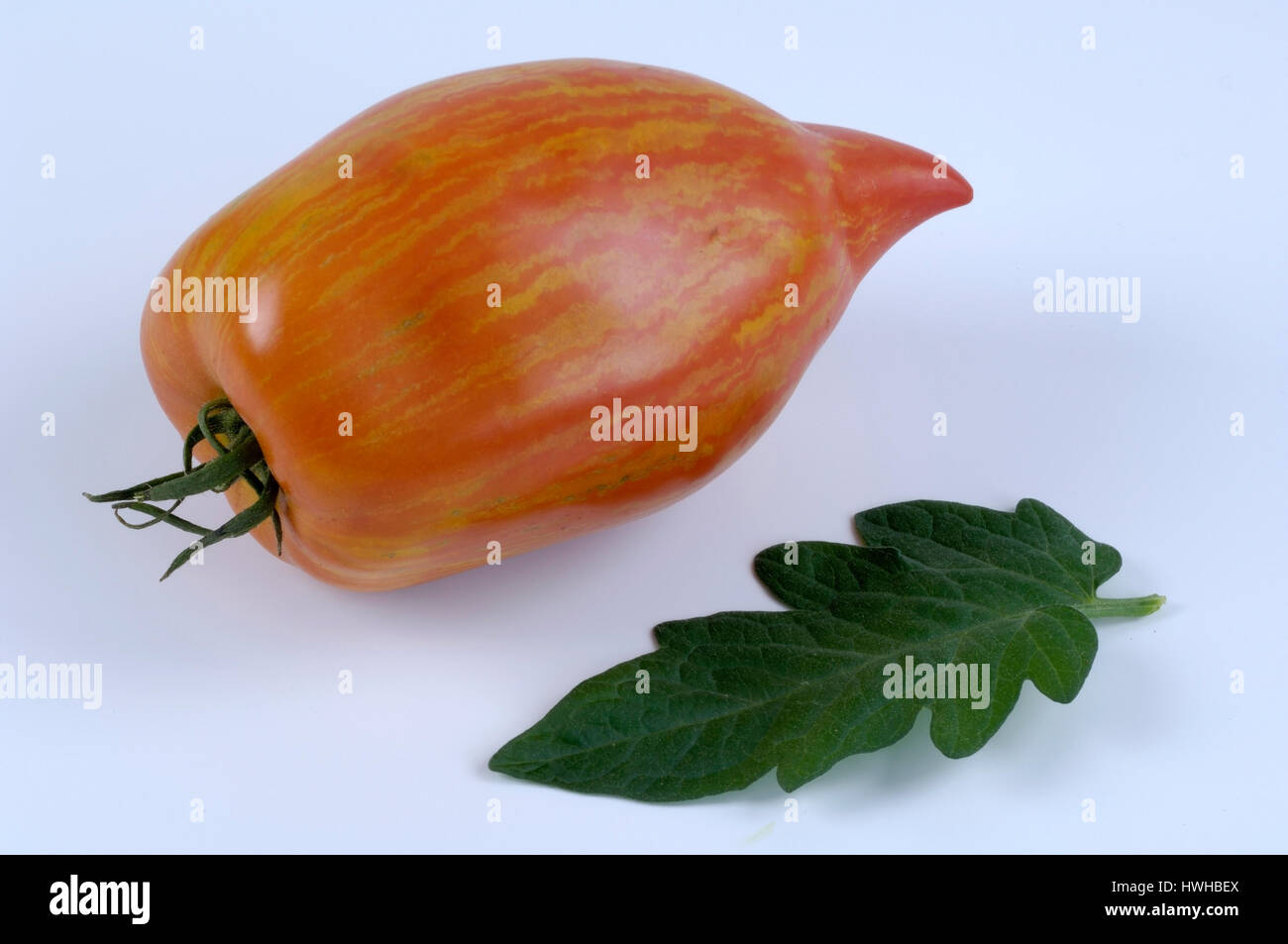 Tomato Striped Roman, Solanum lycopersicum, tomato Striped Roman ...