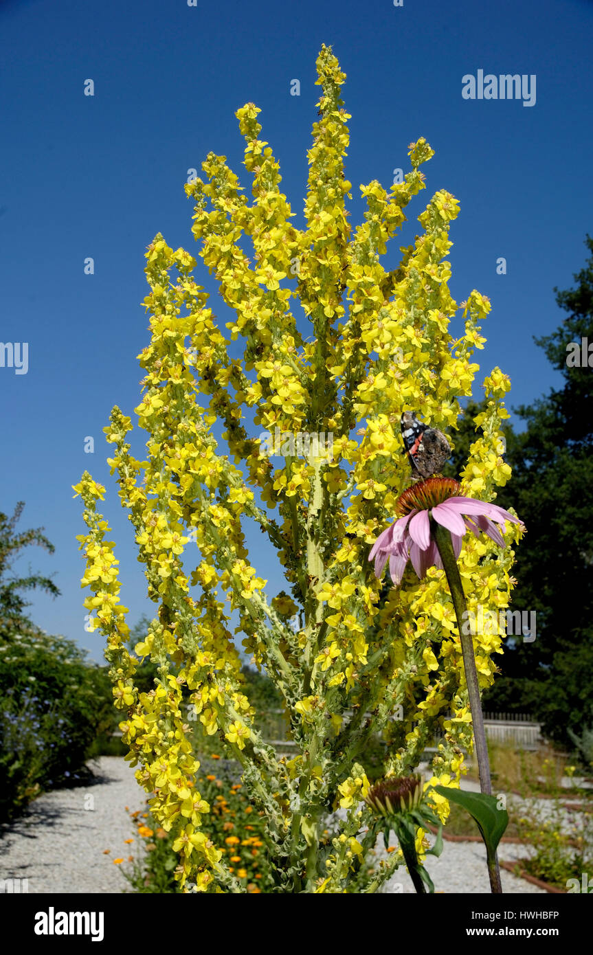Orange mullein, Verbascum phlomoides, great mullein, wind flowers ...