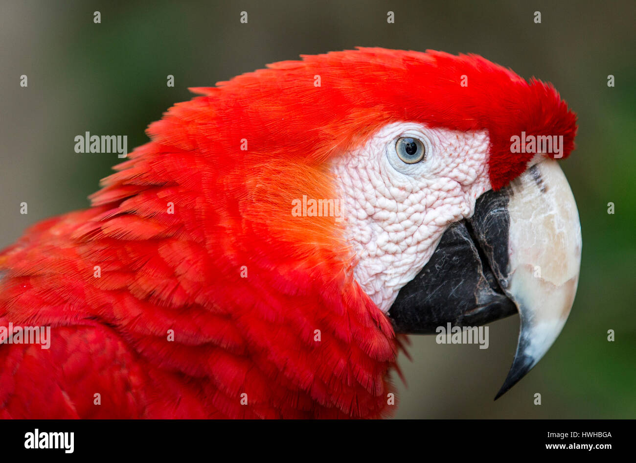 Red scarlet macaw bird in Mexico Stock Photo - Alamy
