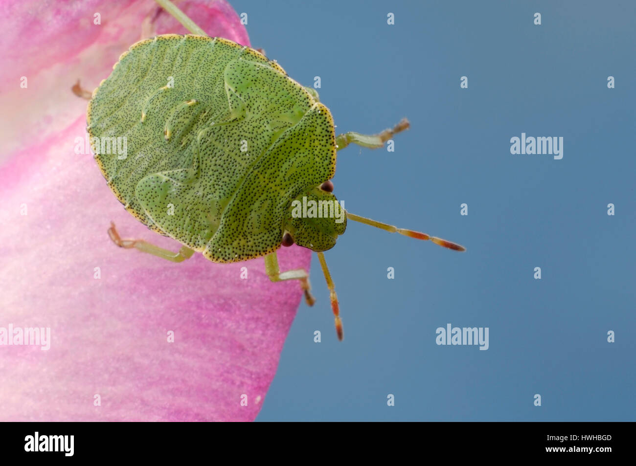 Common Green Shield bug, Palomena prasina, green sign bug, Palomena ...