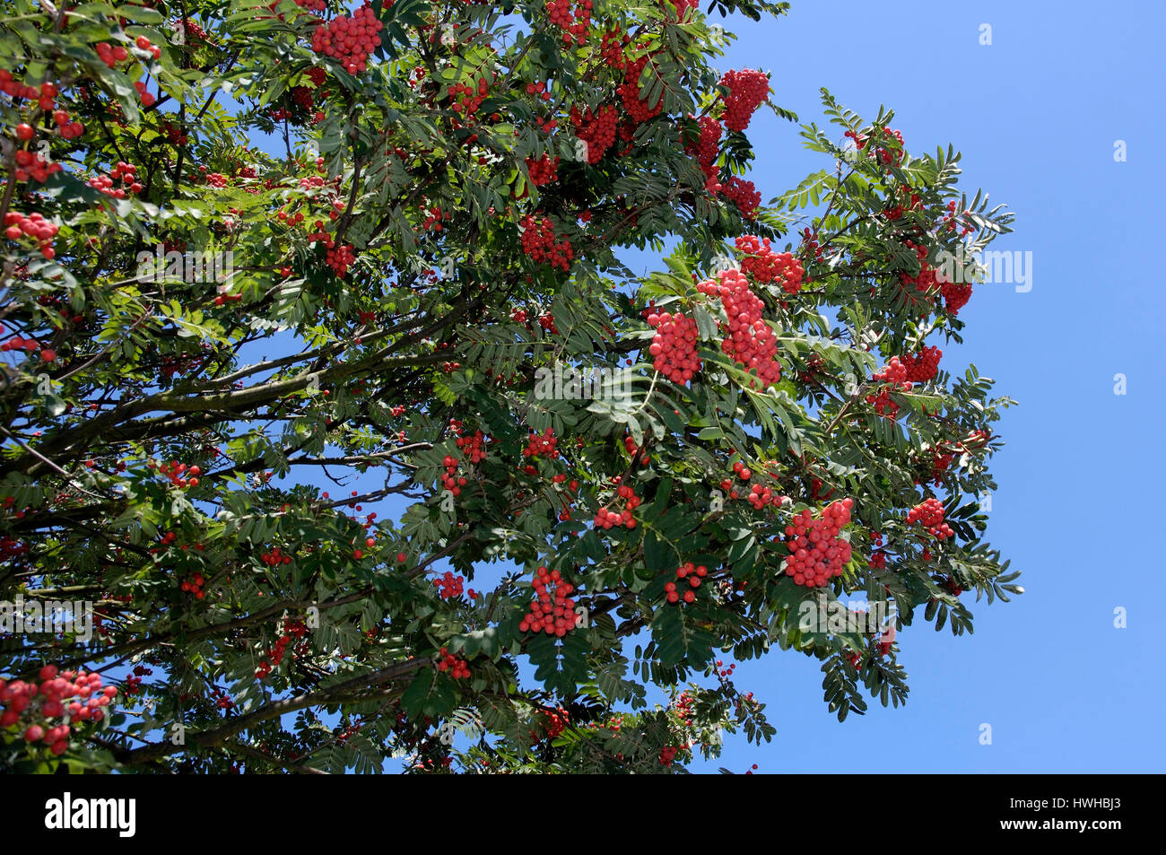 Rowan Ash, Mountain Ash, Sorbus aucuparia, mountain ash, rowanberry ...