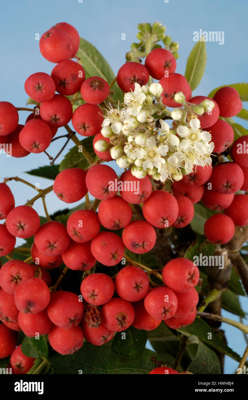 Rowan Ash, Mountain Ash, Sorbus aucuparia, mountain ash, rowanberry ...