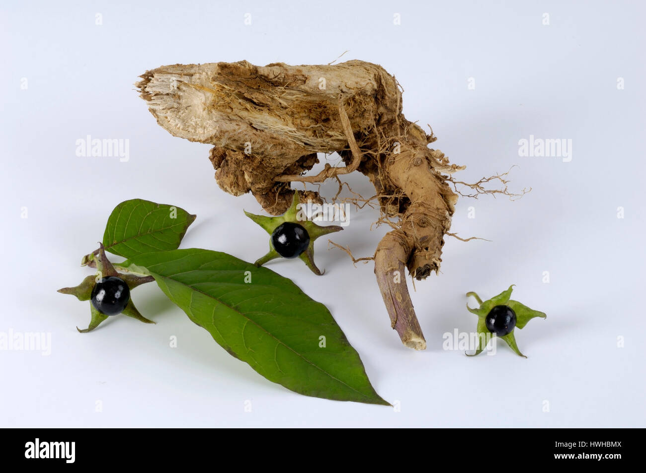 Atropa Belladonna Root
