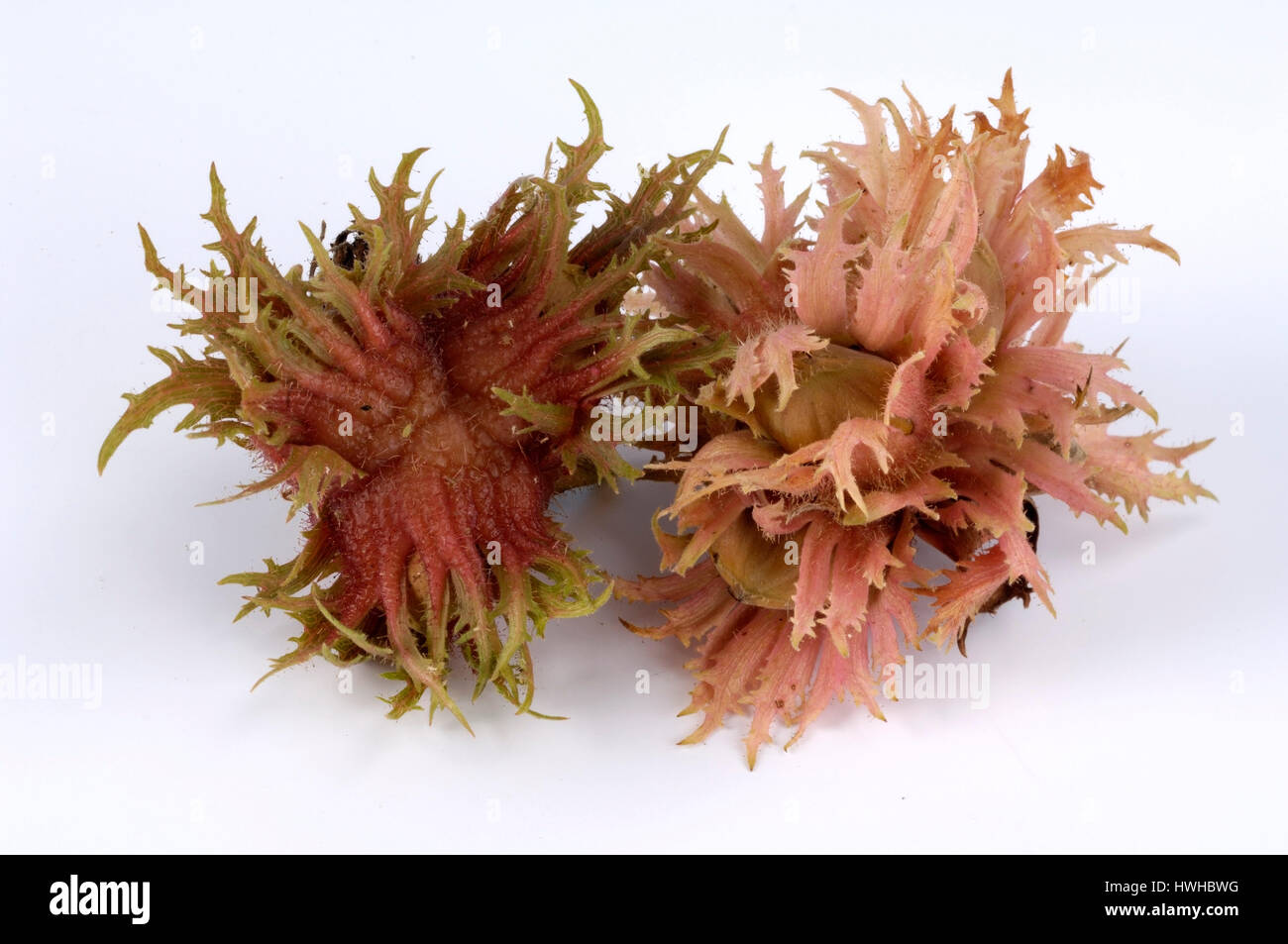 Giant Filbert, ripe nuts, variety garnet, Corylus maxima, Lamberts ...