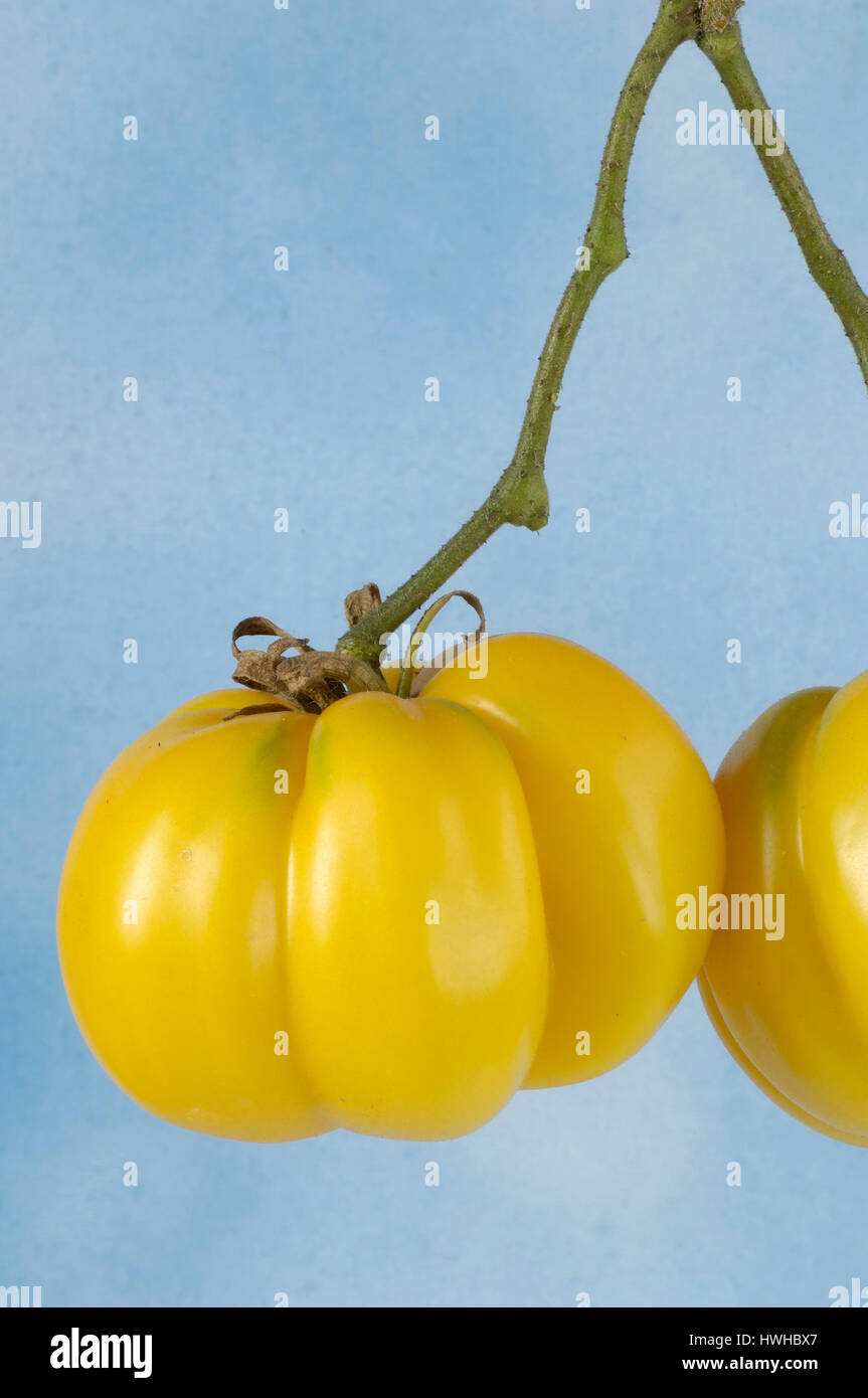 Tomato Yellow Ruffled, Solanum lycopersicum, tomatoes Yellow Ruffled ...
