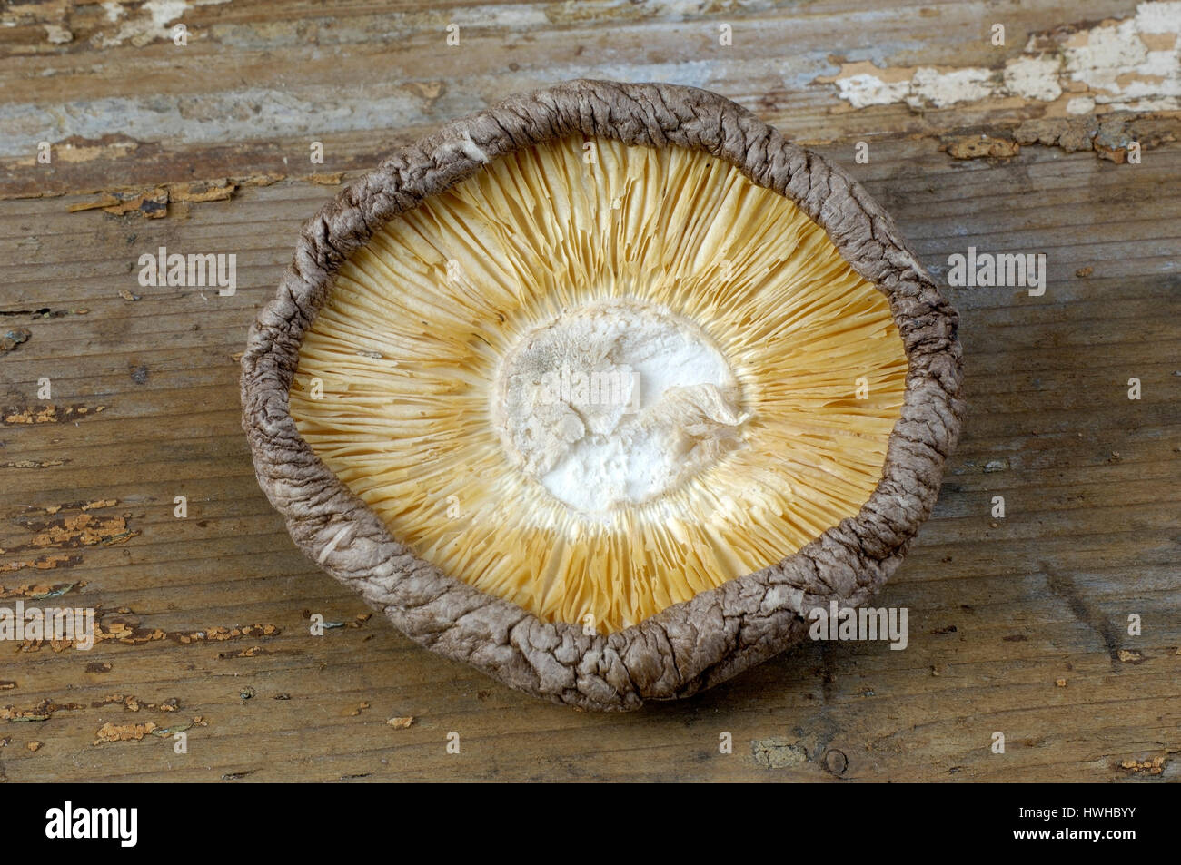 Lentinus Edodes Stock Photos & Lentinus Edodes Stock Images - Alamy