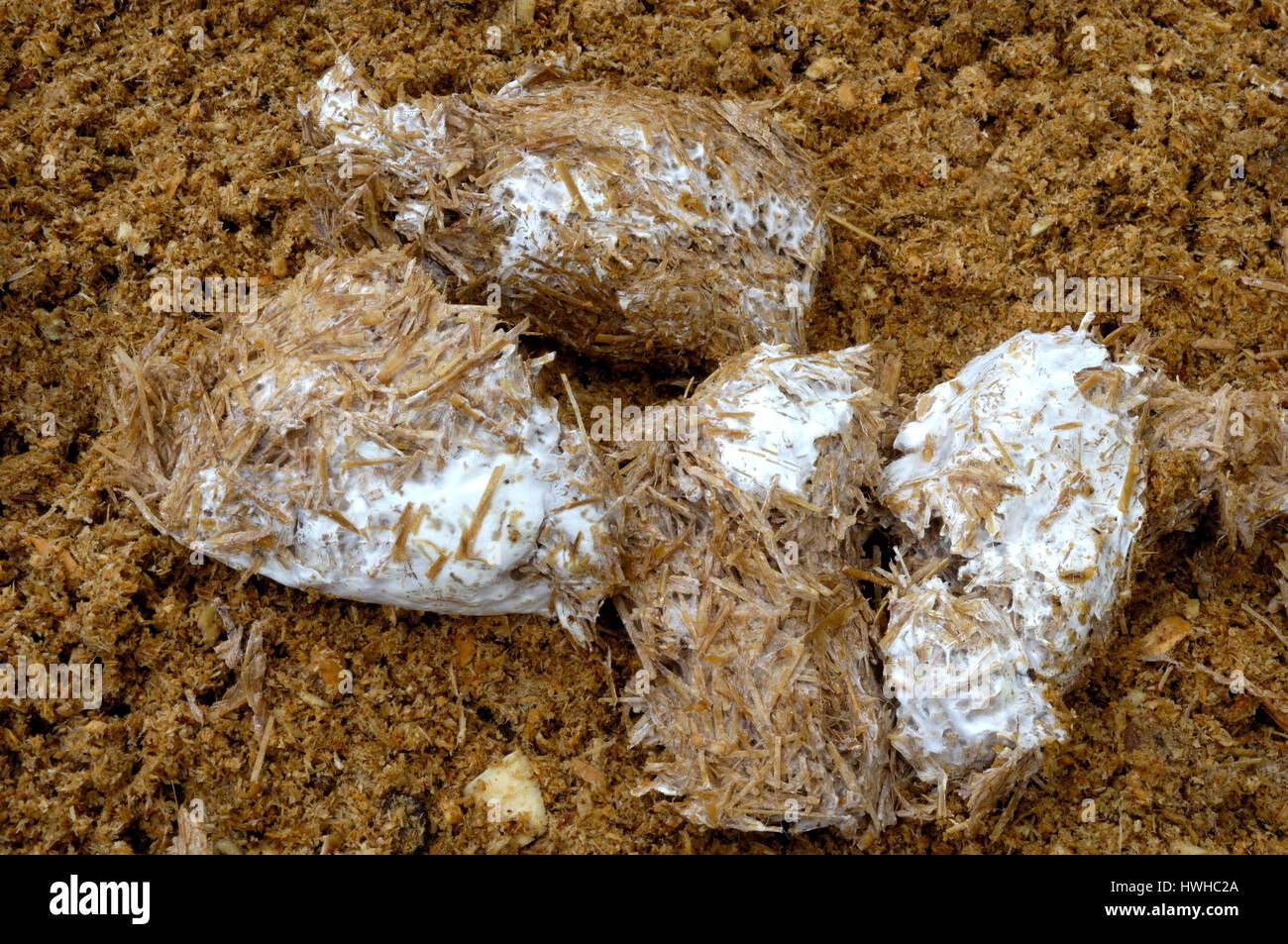 Mushroom breeding, Pilzmycel , Pilzzucht Stock Photo - Alamy