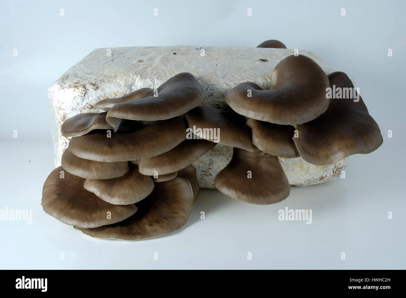 Oyster Mushroom, Pleurotus ostreatus |Austernseitling, Pleurotus ...