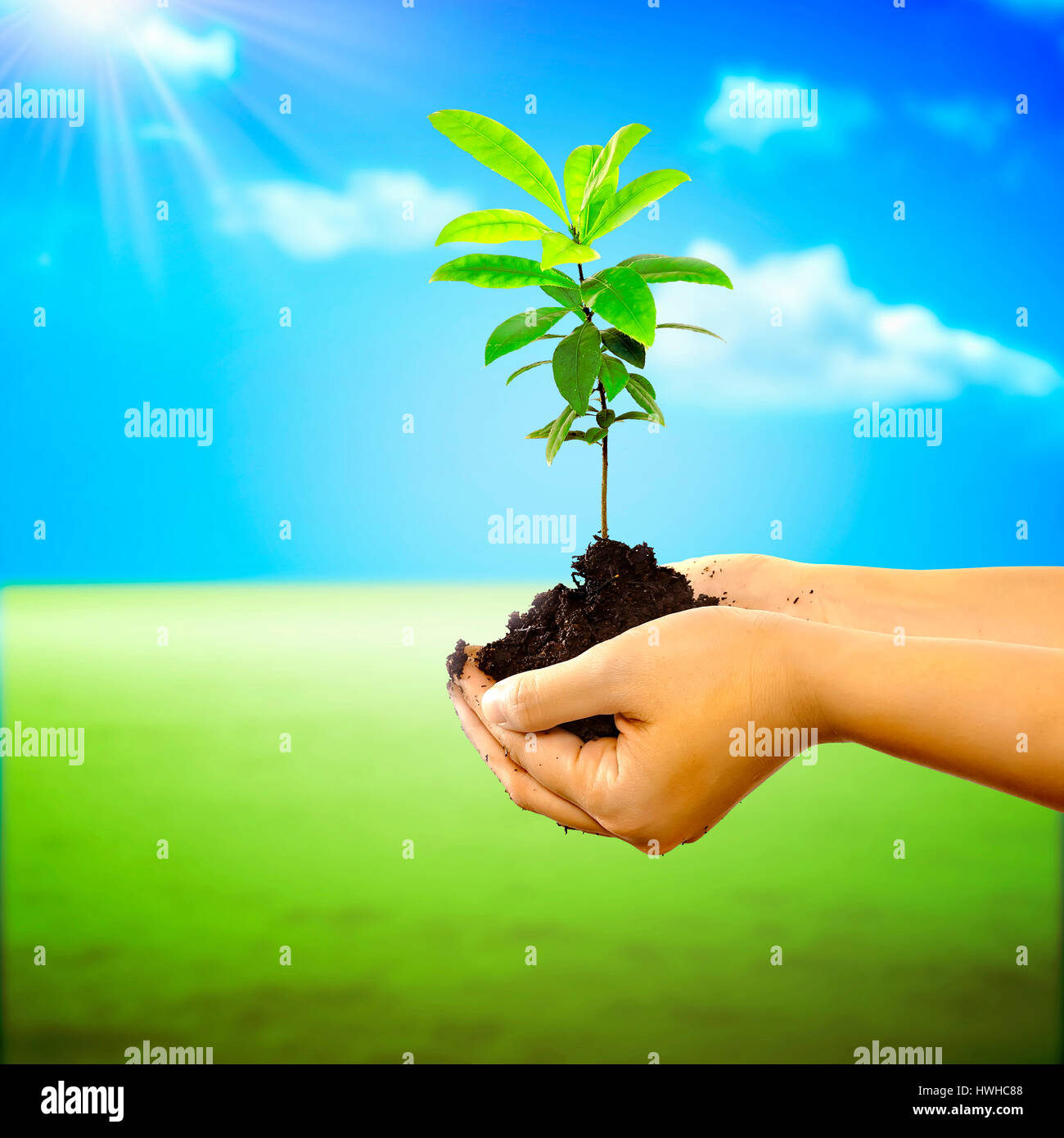 Woman hand holding a new tree over nature background. Concept about ...