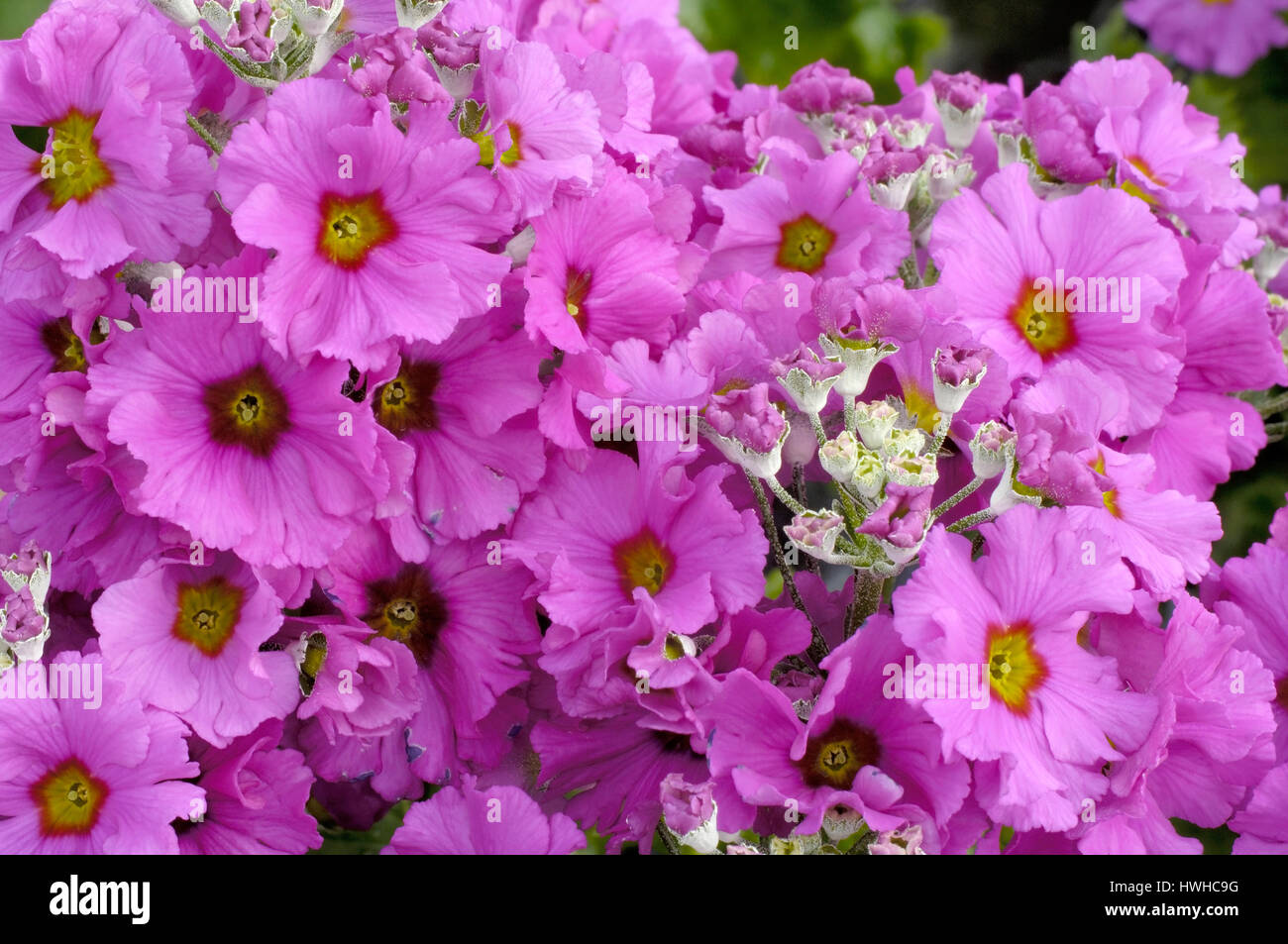 Fairy Primrose High Resolution Stock Photography and Images - Alamy