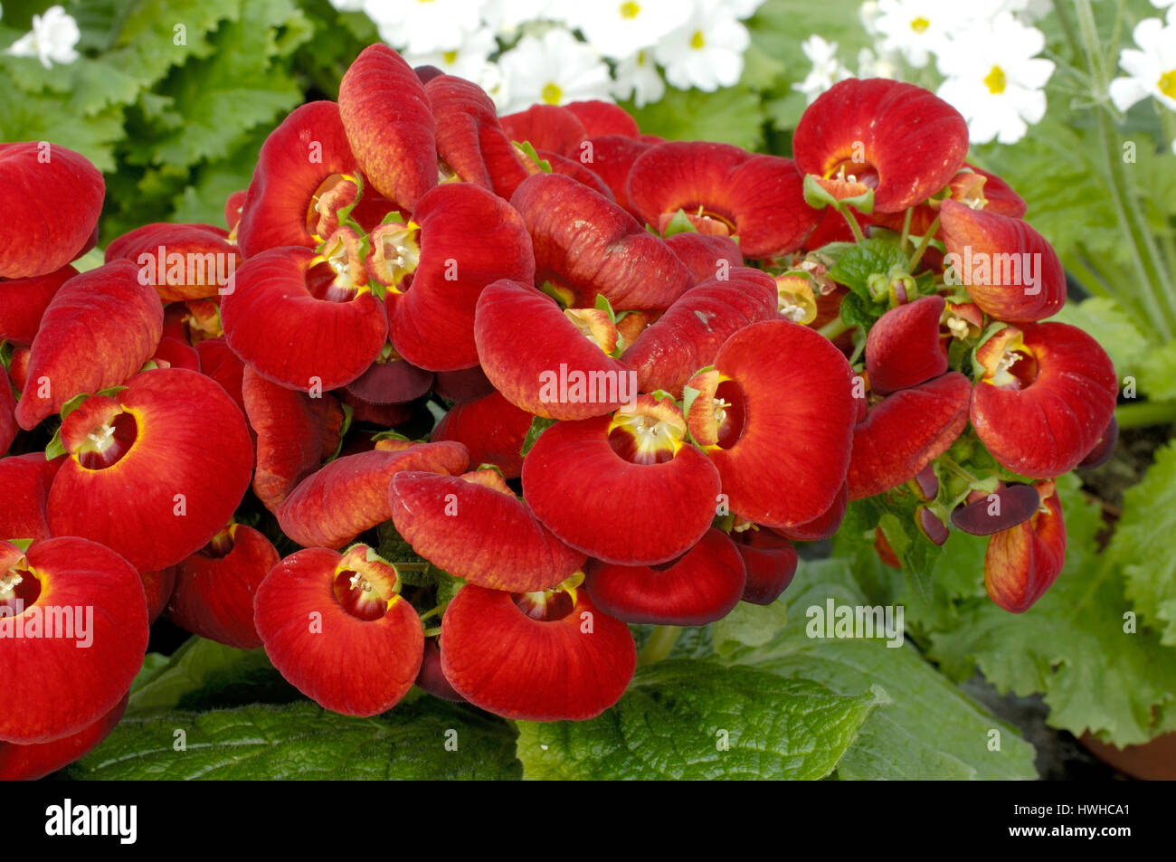 Calceolaria Cinderella Red, Calceolaria x herbeohybrida, slipperwort ...