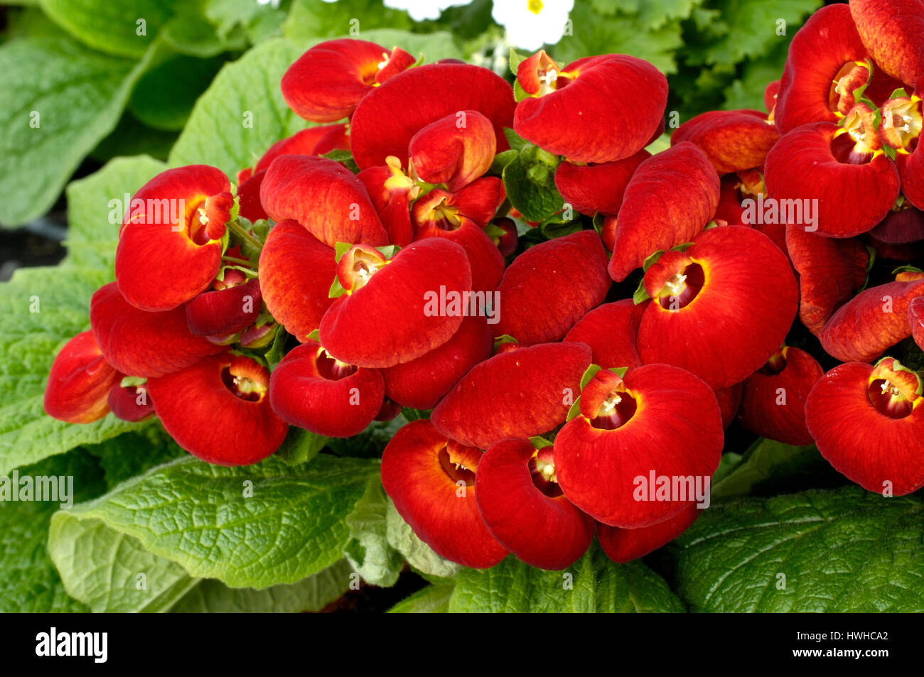 Calceolaria Cinderella Red, Calceolaria x herbeohybrida, slipperwort ...