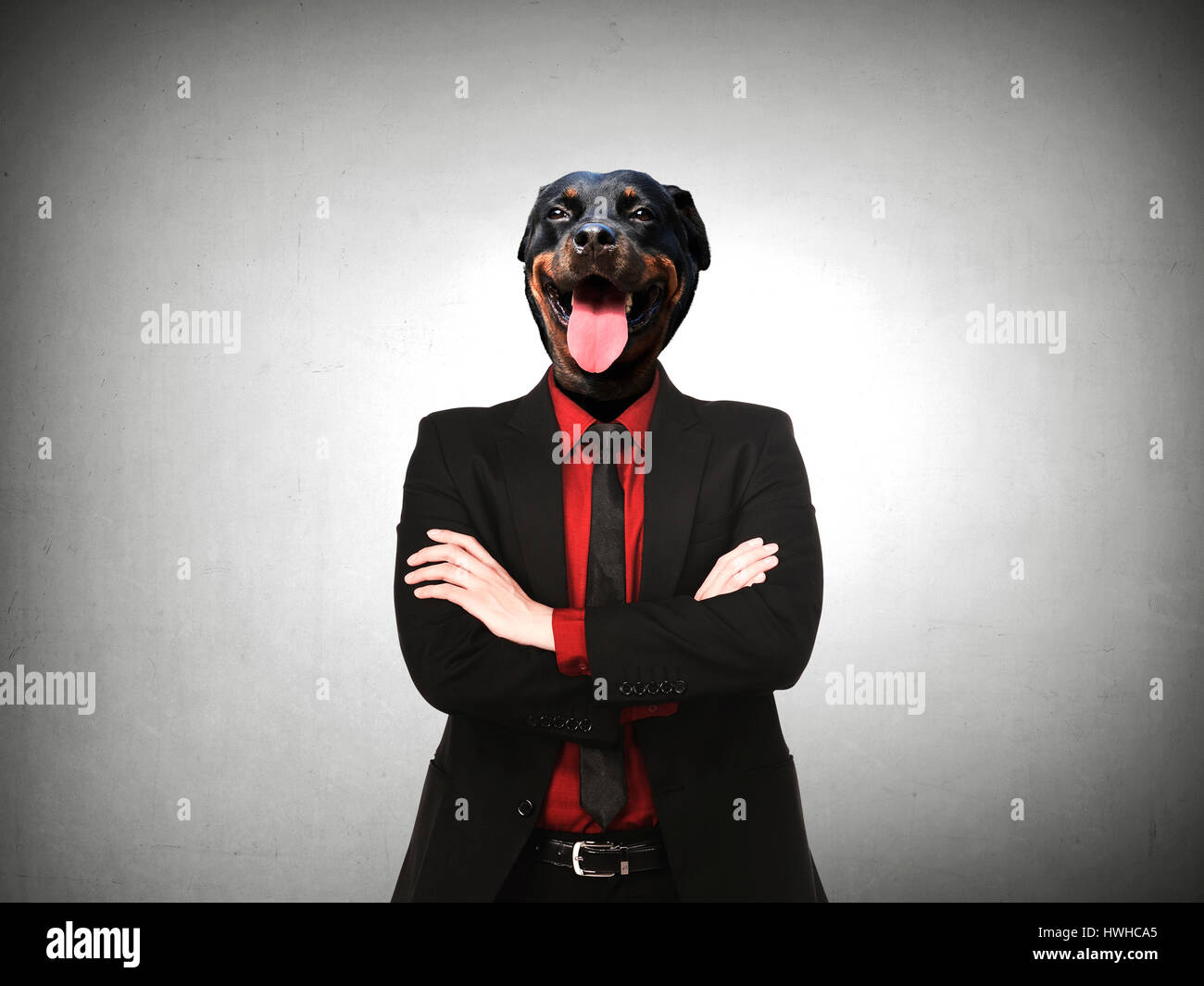 Rottweiler head man hi-res stock photography and images - Alamy