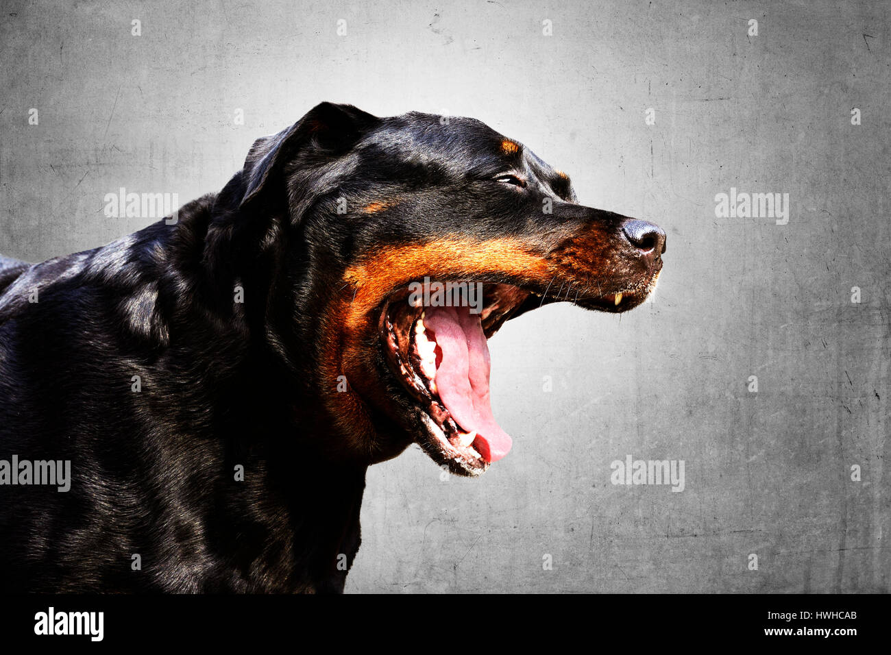 Portrait of a purebred rottweiler. It is guard dog Stock Photo - Alamy