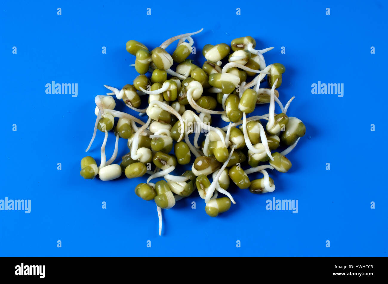 Phaseolus radiatus hi-res stock photography and images - Alamy