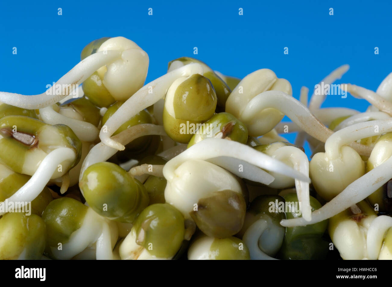 Mung bean sprouts, Vigna radiata, Vigna mongoose, Phaseolus mongoose ...