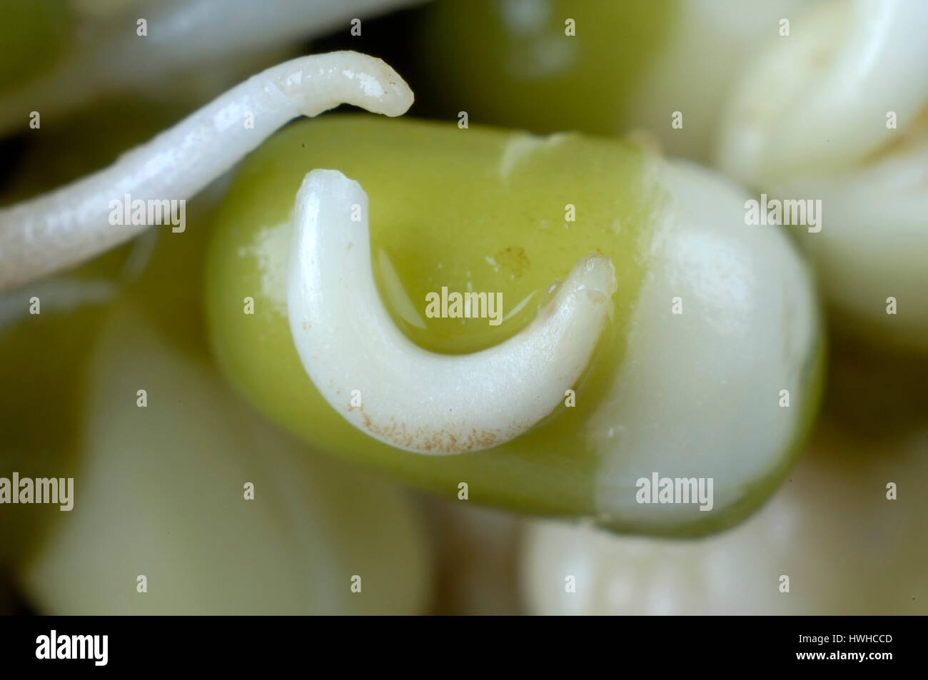 Mung bean sprouts, Vigna radiata, Vigna mongoose, Phaseolus mongoose ...