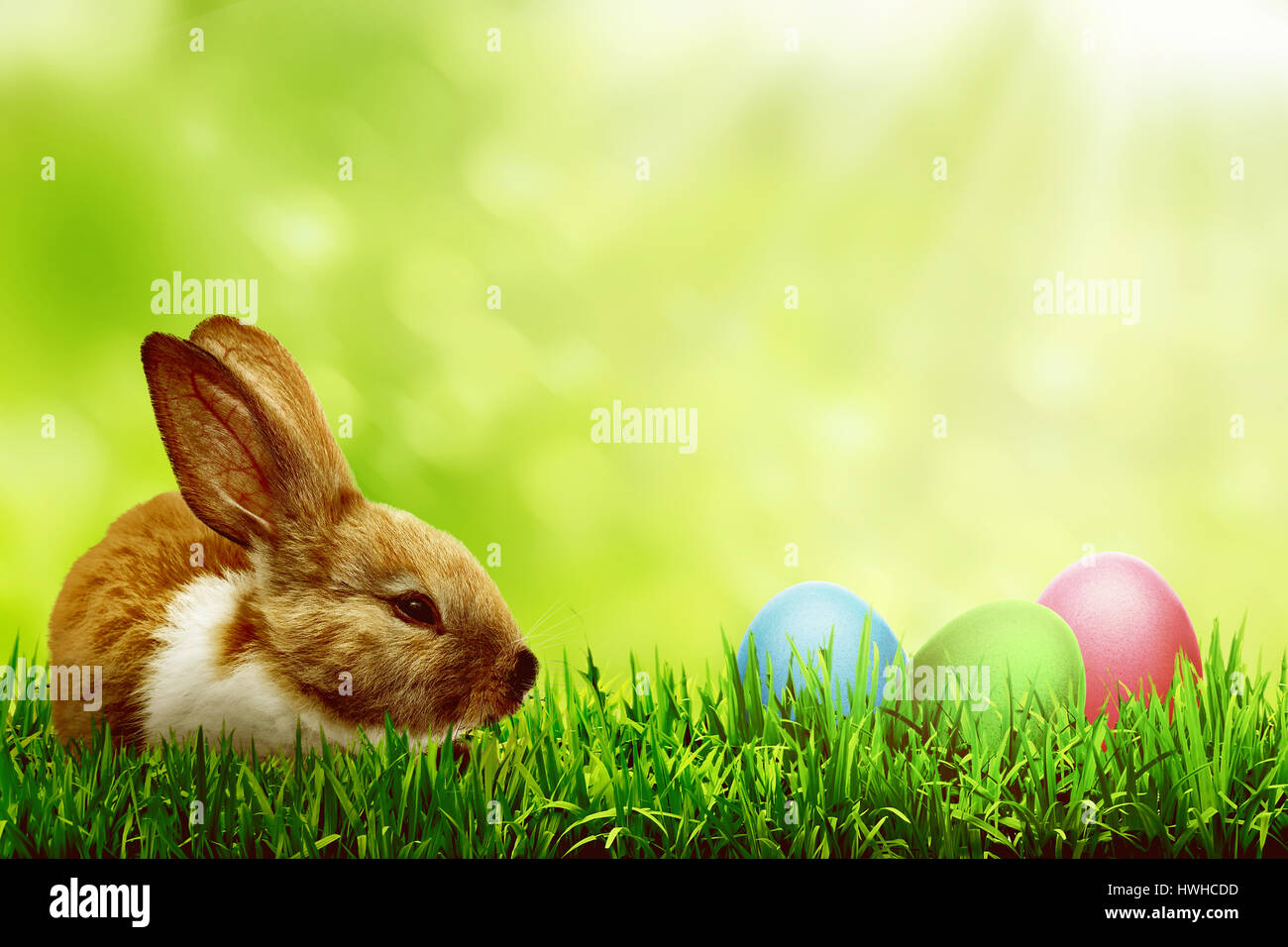 Bunny and grass hi-res stock photography and images - Alamy