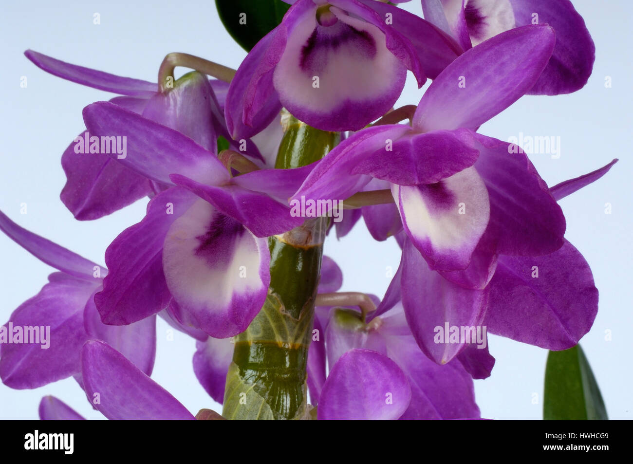 Dendrobium, Dendrobium berry oda, orchid of perfume, Dendrobium berry ...